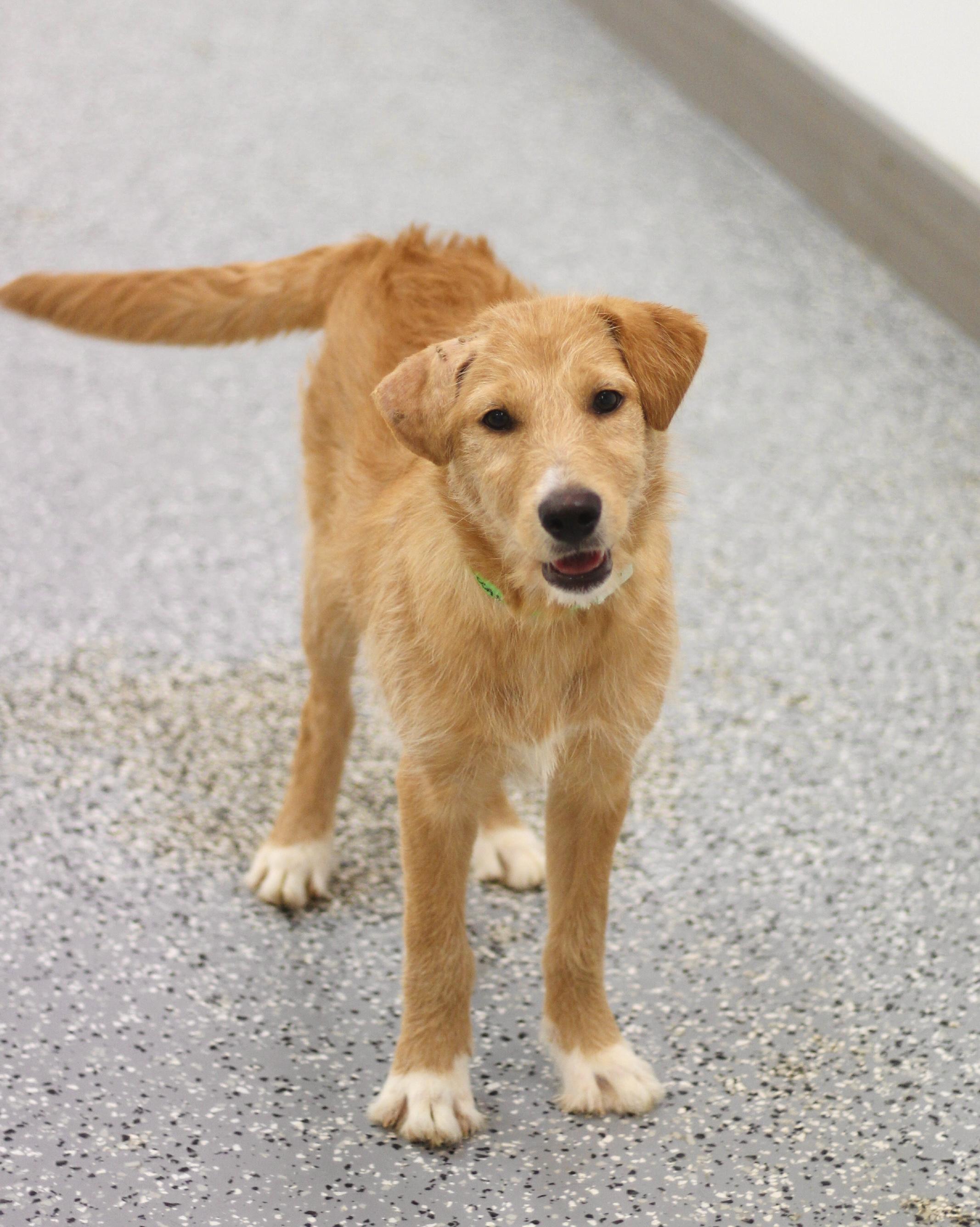 Dog for adoption - Rivera in NH! Come Meet our Adoptable Dogs Wednesday ...