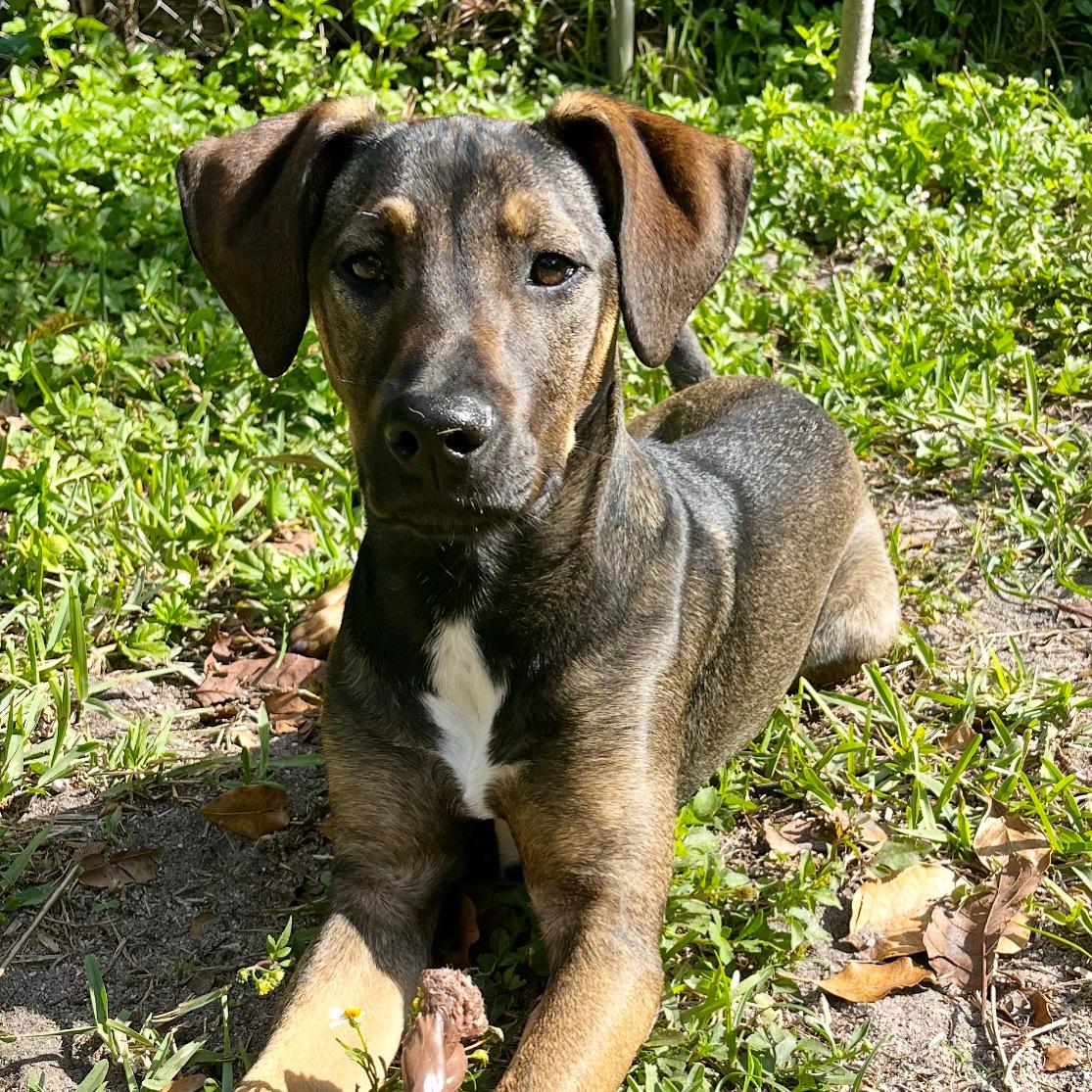 Dog for adoption - Izzy, a Shepherd & Labrador Retriever Mix in Miami ...