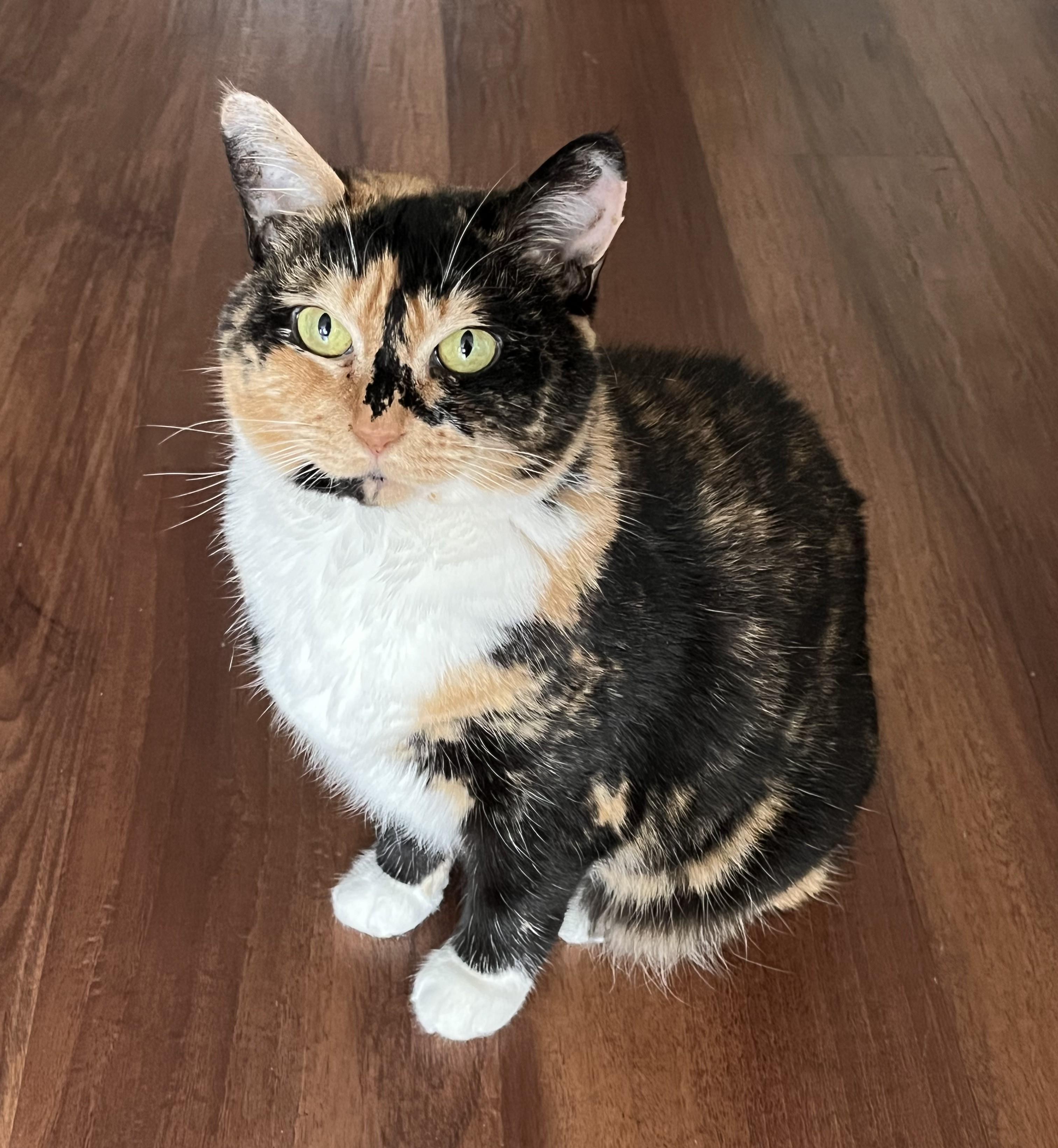 Cat for adoption - Meet Emma-Beautiful 2 y/o Calico, a Domestic Short Hair in Laurel, MD | Petfinder