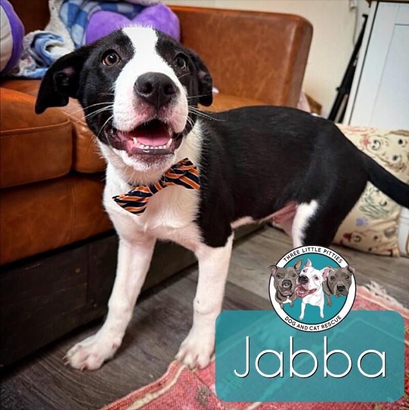 Dog for adoption - Jabba Star Wars, a Pit Bull Terrier & Labrador ...