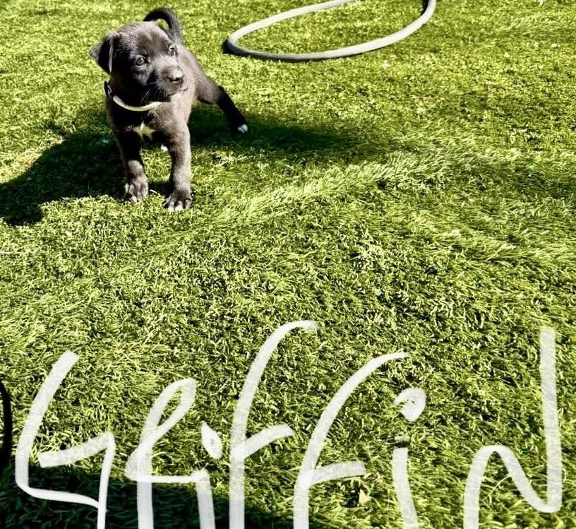 Dog for adoption - Griffin, a Labrador Retriever Mix in Milford, MA ...