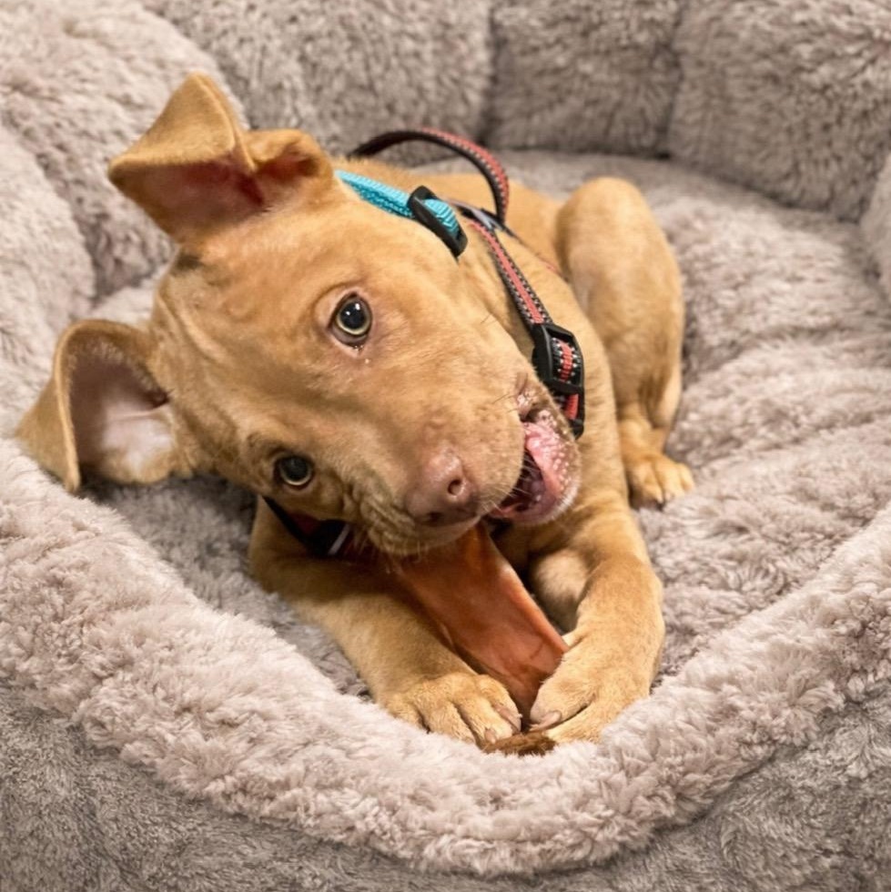 Bandit - Adoptable Pet | Petfinder | Petfinder
