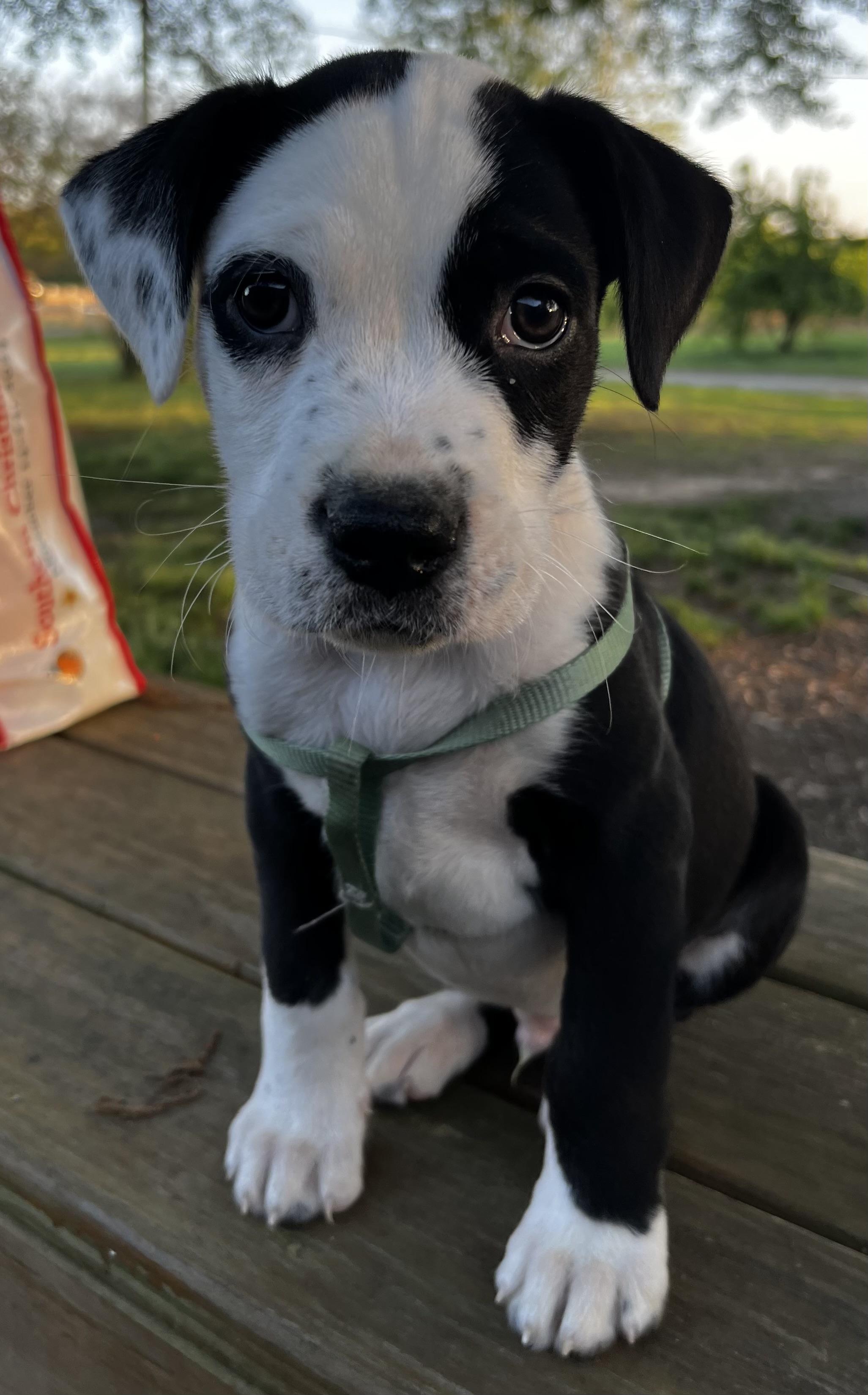 Dog for adoption - Hulk, an English Pointer & Beagle Mix in Maiden, NC ...