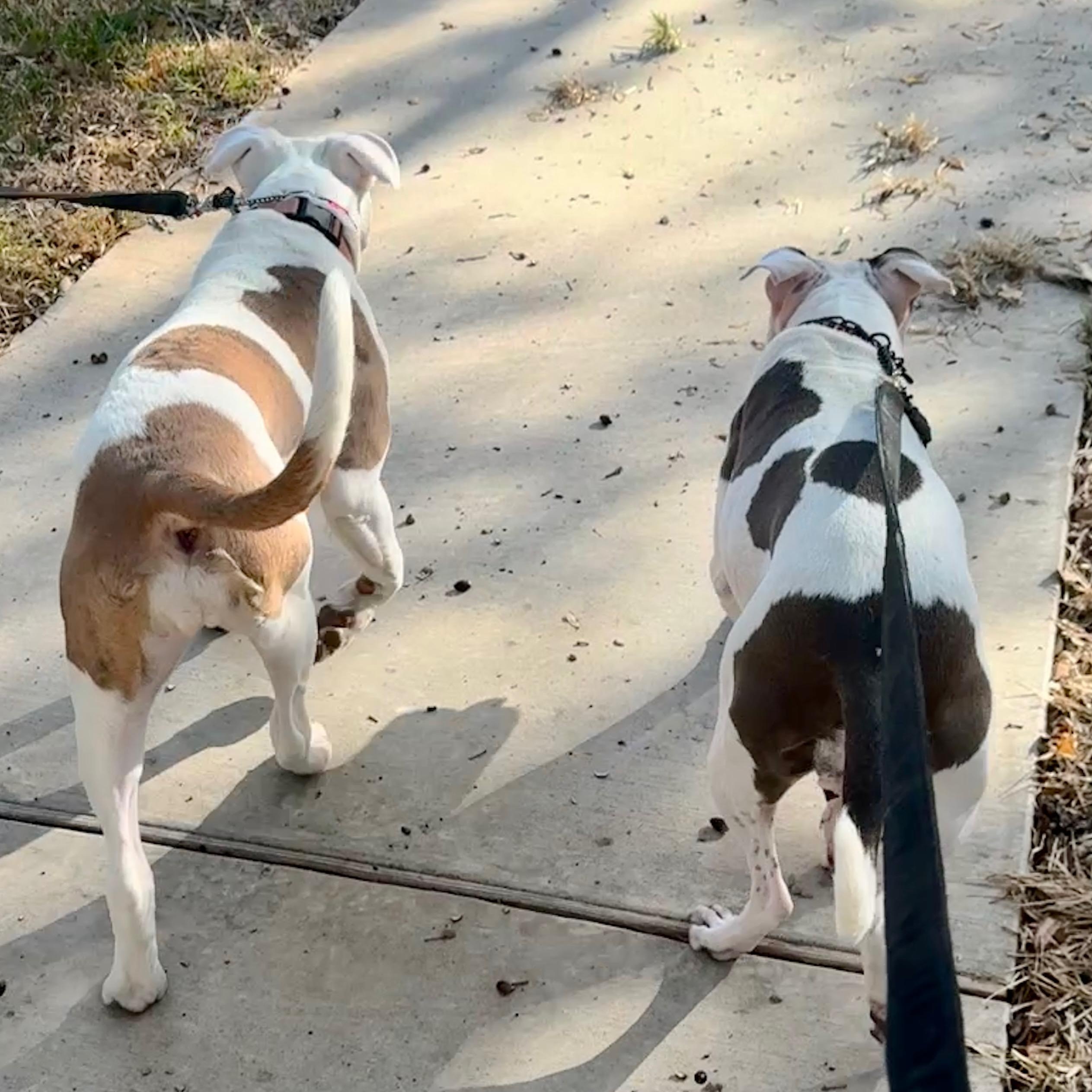 Dog for adoption - Peppa, a Mixed Breed in Providence, RI | Petfinder