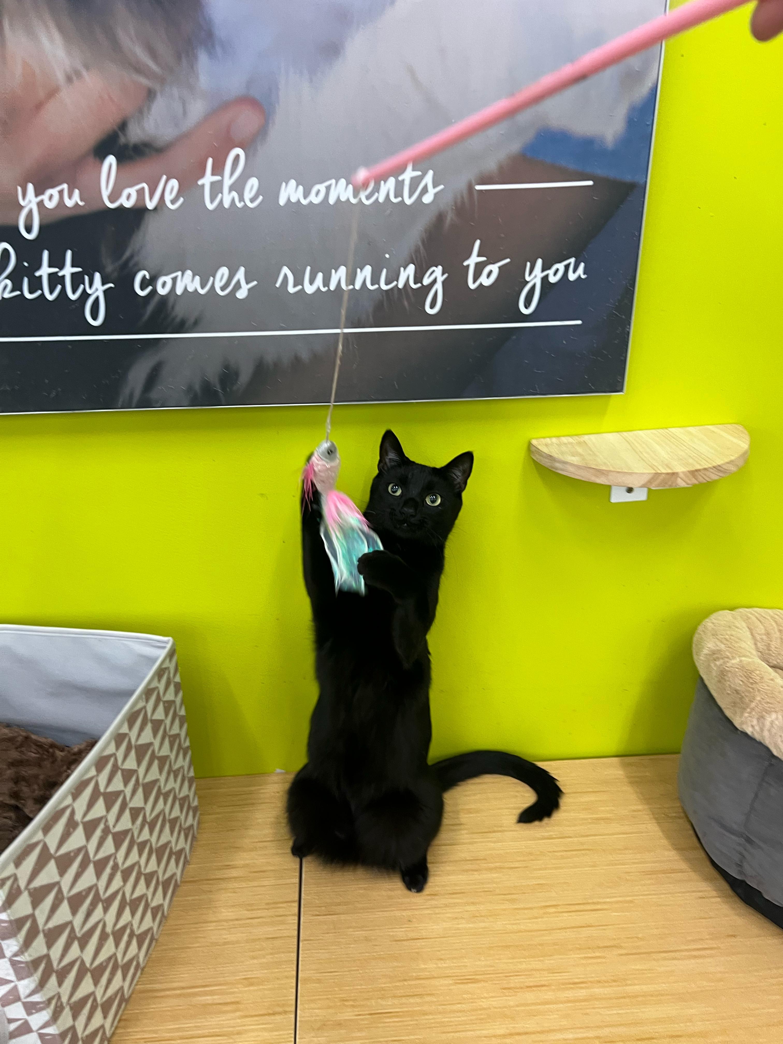 Obsidian - Play and nap, that's my jam! - Adoptable Pet | Petfinder ...