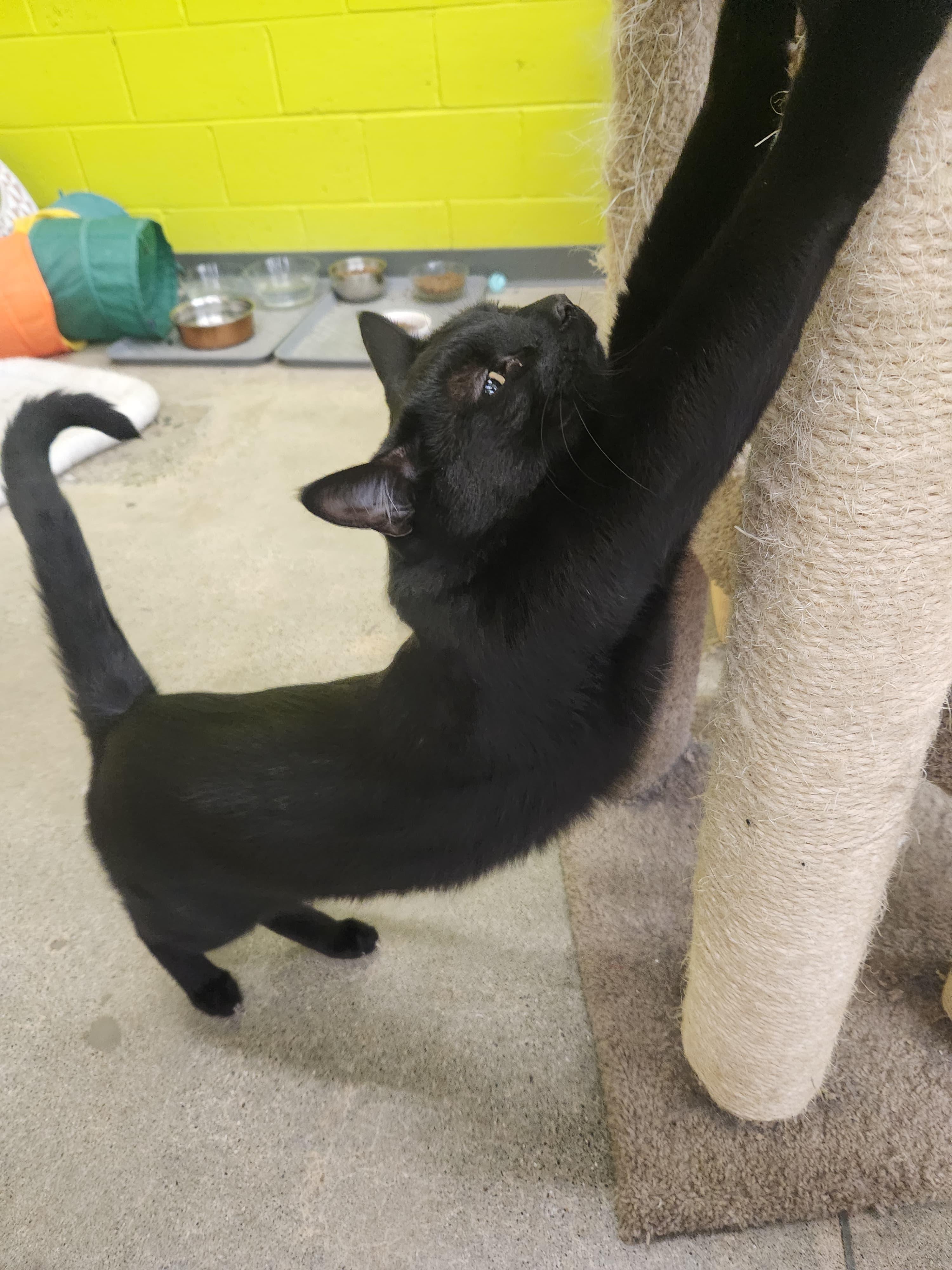 Obsidian - Play and nap, that's my jam! - Adoptable Pet | Petfinder ...
