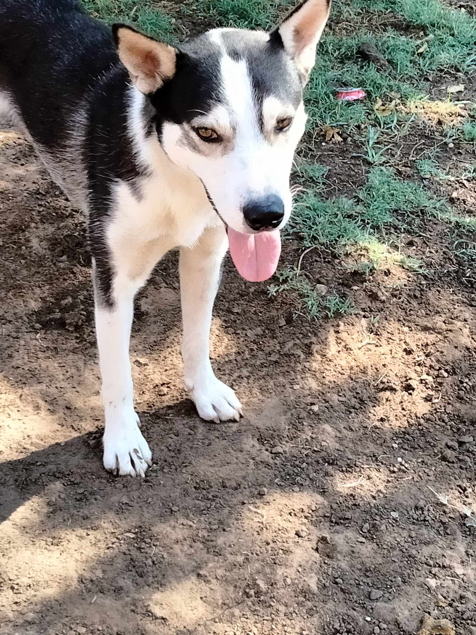 Dog for adoption - Eddie, a Husky Mix in Detroit, MI | Petfinder