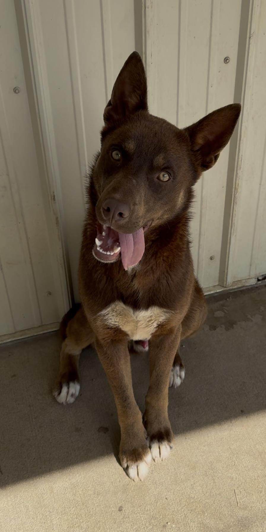 Dog for adoption - Boomer, an Australian Kelpie & Husky Mix in Pomeroy ...