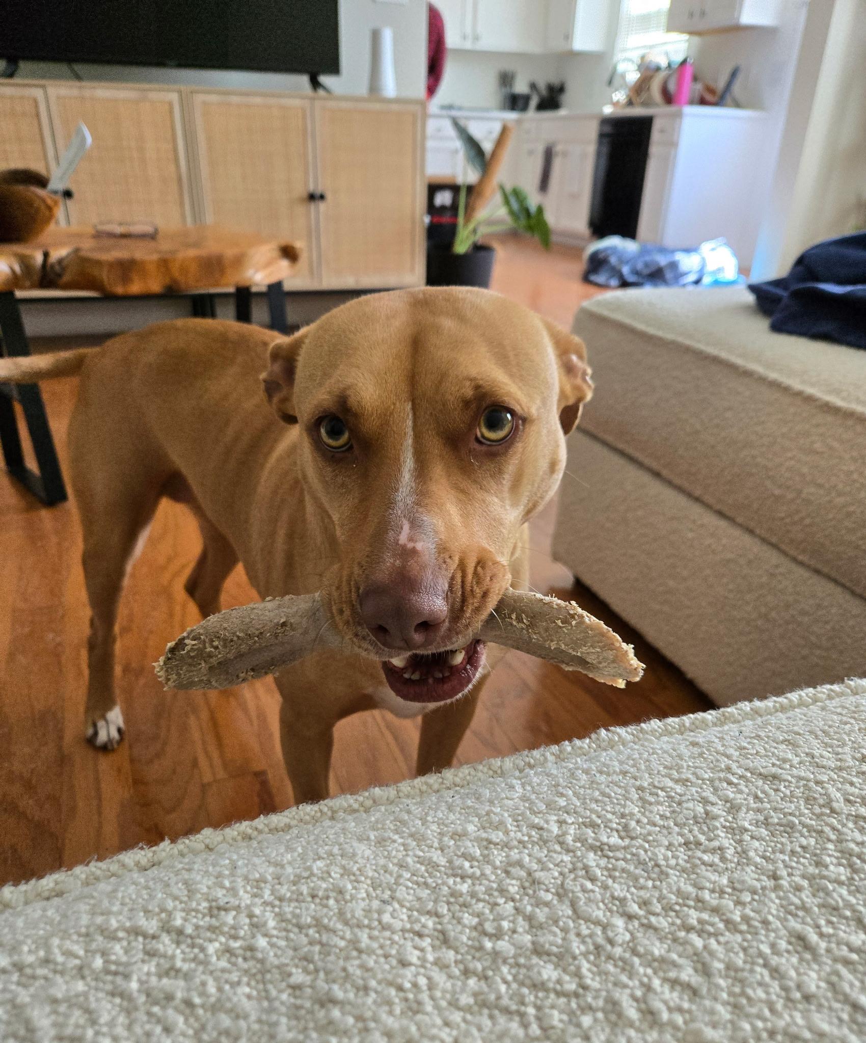 Dog for adoption - Honey, a Pit Bull Terrier Mix in Lawrenceville, GA | Petfinder