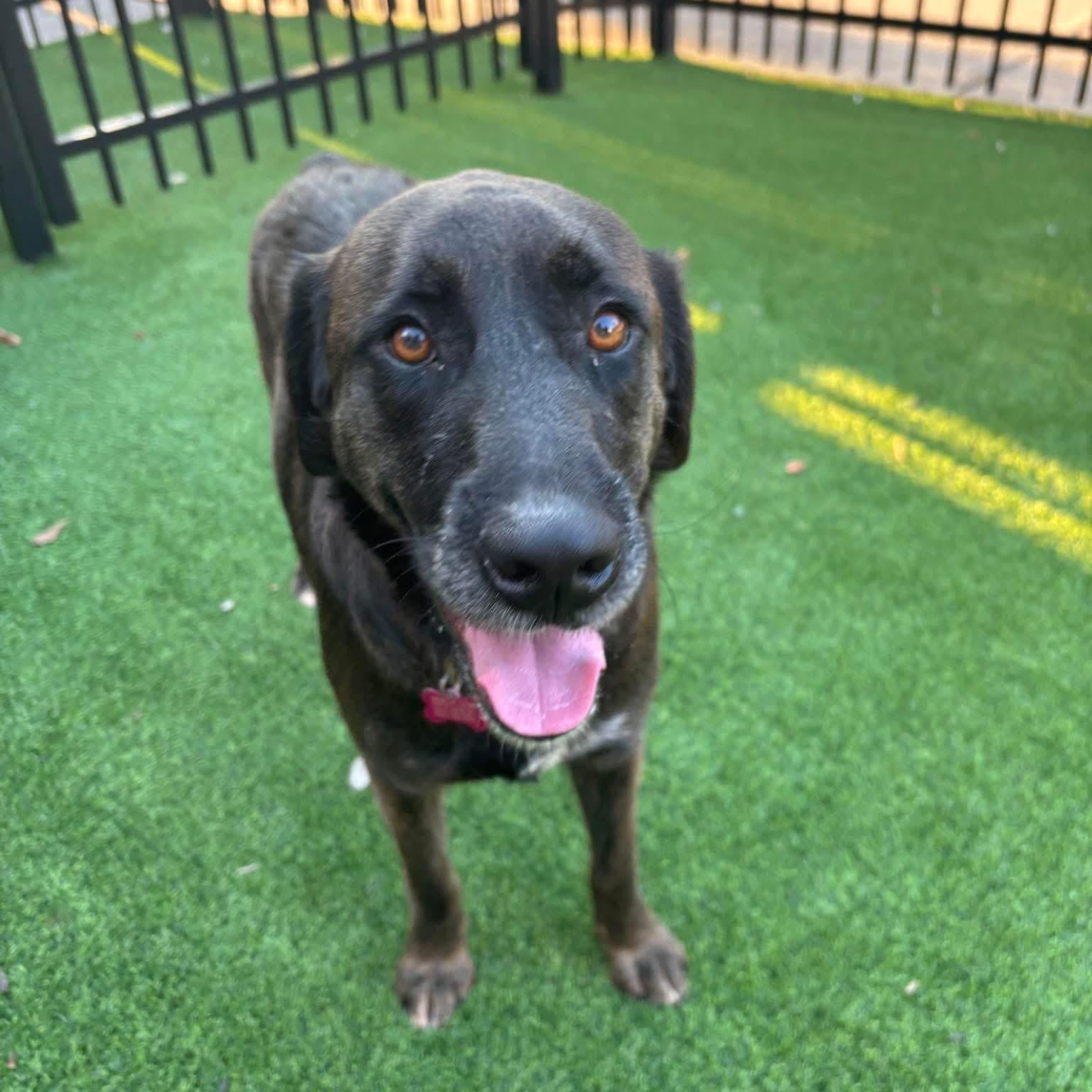 Dog for adoption - Ed Warren, a Labrador Retriever Mix in Jamaica Plain ...