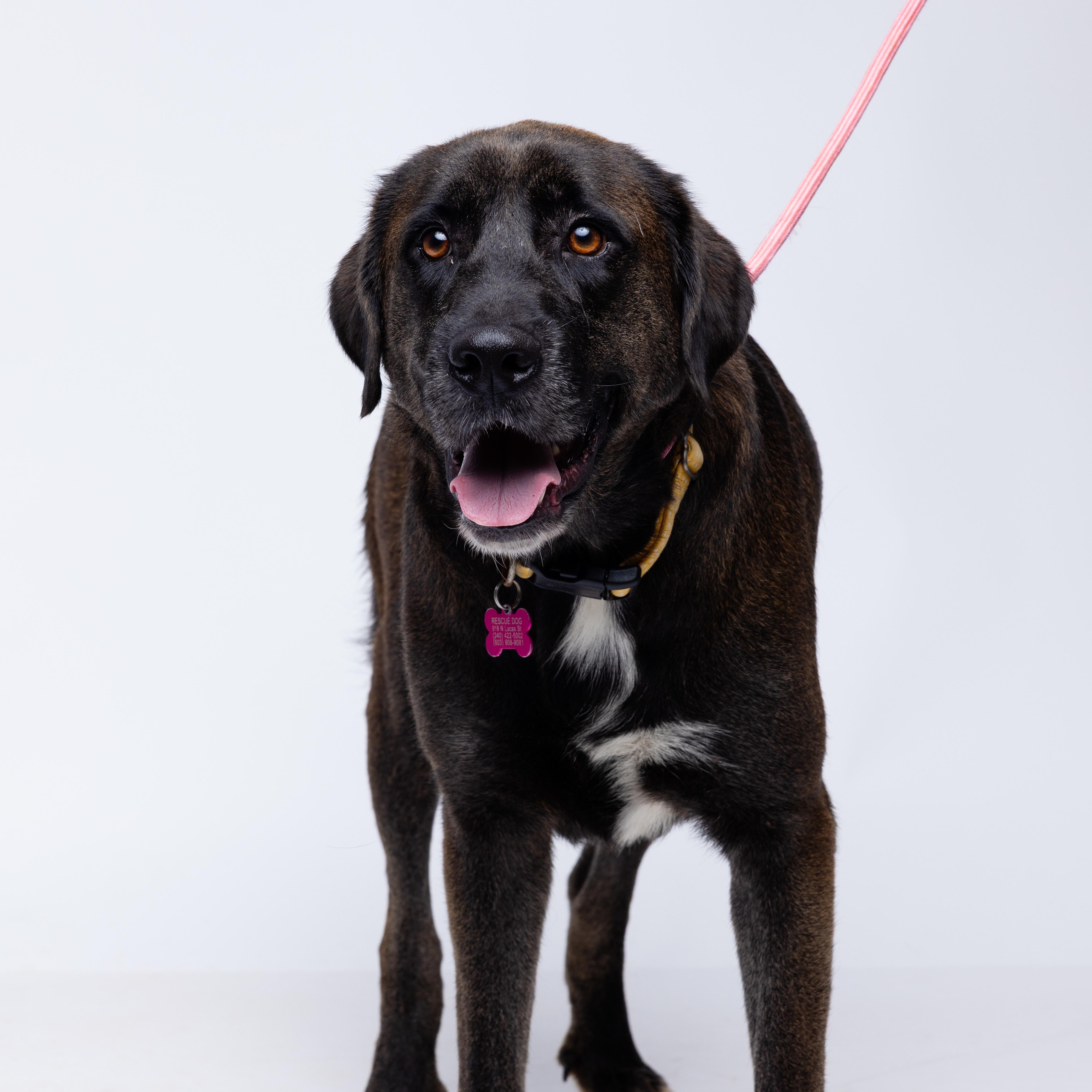 Dog for adoption - Ed Warren, a Labrador Retriever Mix in Jamaica Plain ...