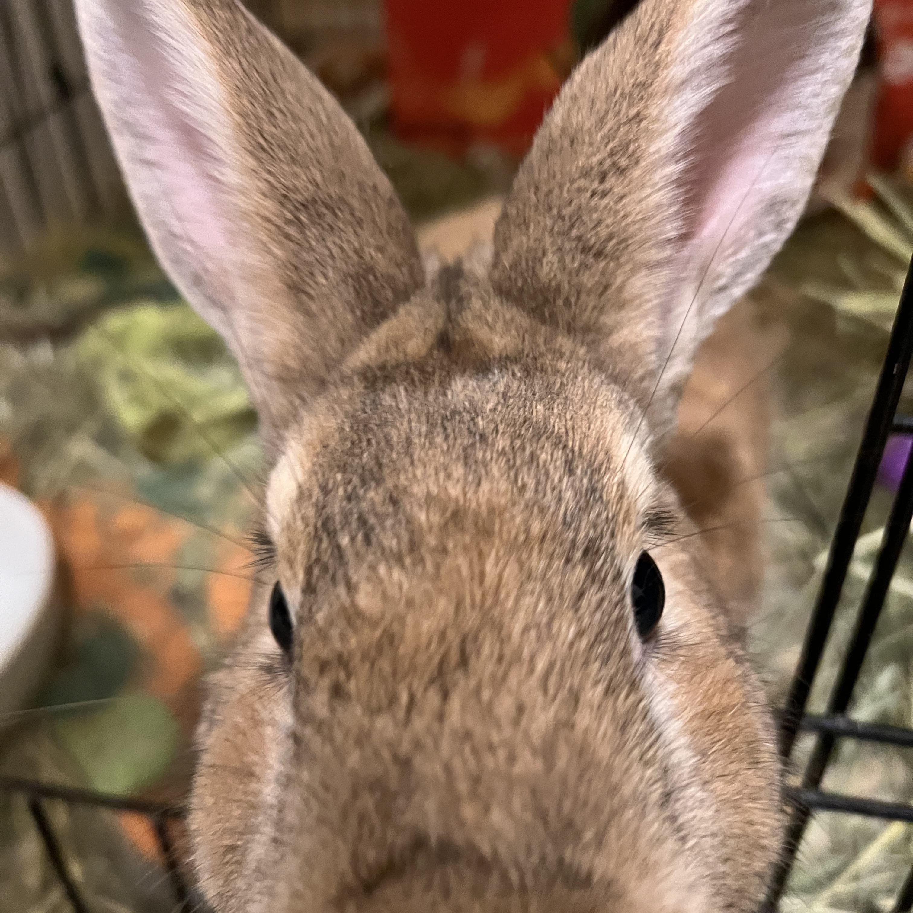 Rabbit for adoption - Ricotta, a Palomino in Huntsville, AL | Petfinder