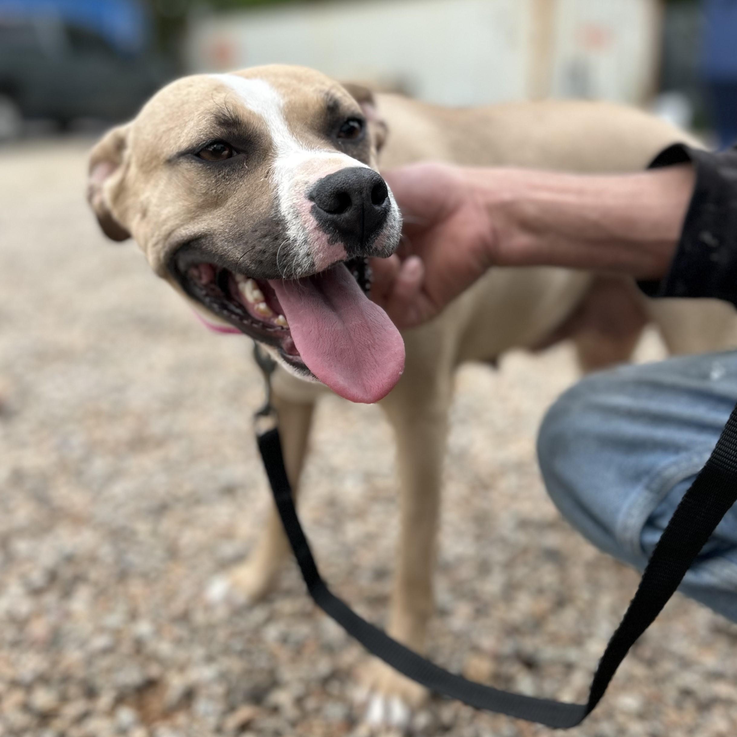 Dog for adoption - Molly, a Carolina Dog Mix in New York, NY | Petfinder