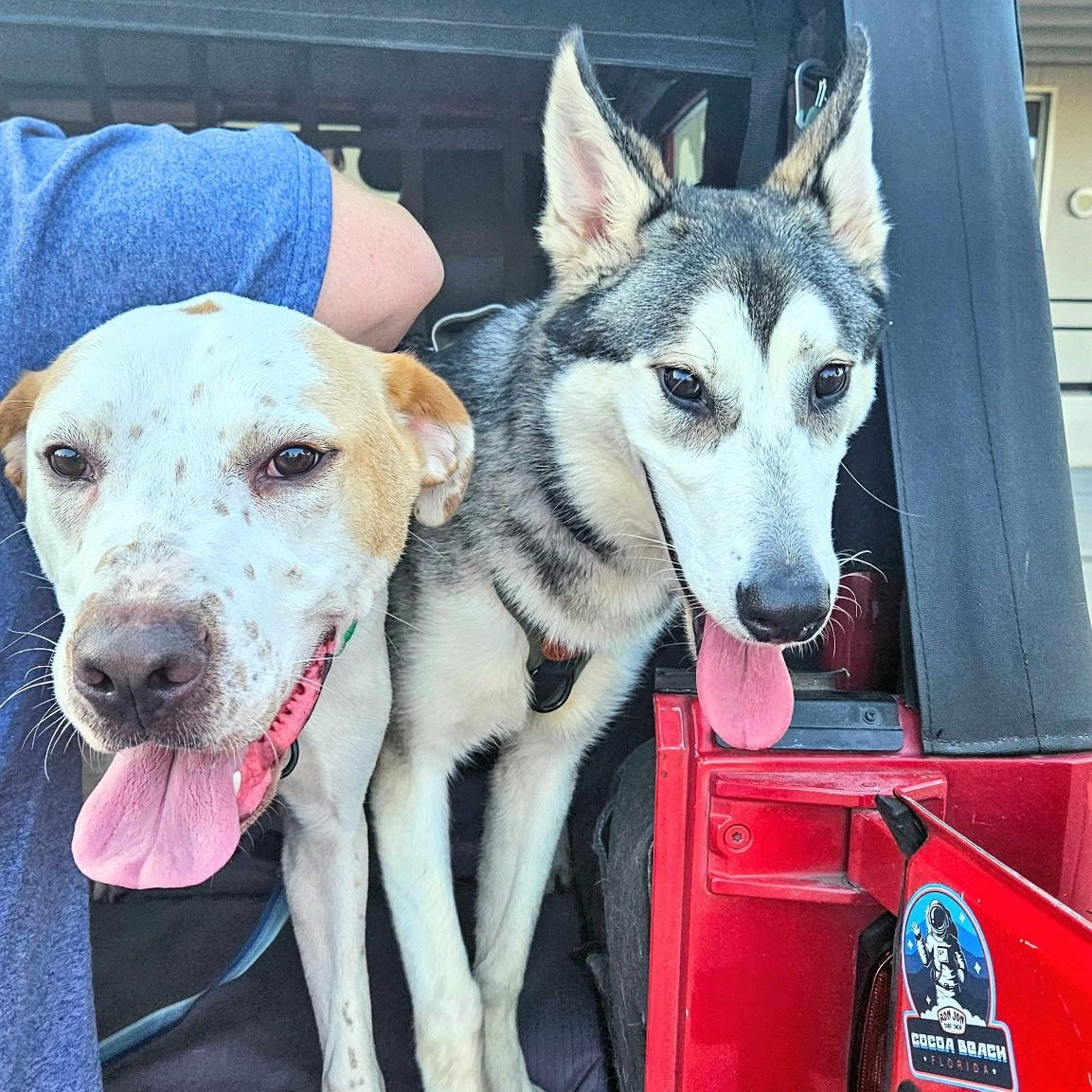 Dog for adoption - Slim and Simba, a Cattle Dog Mix in Madison, WI ...