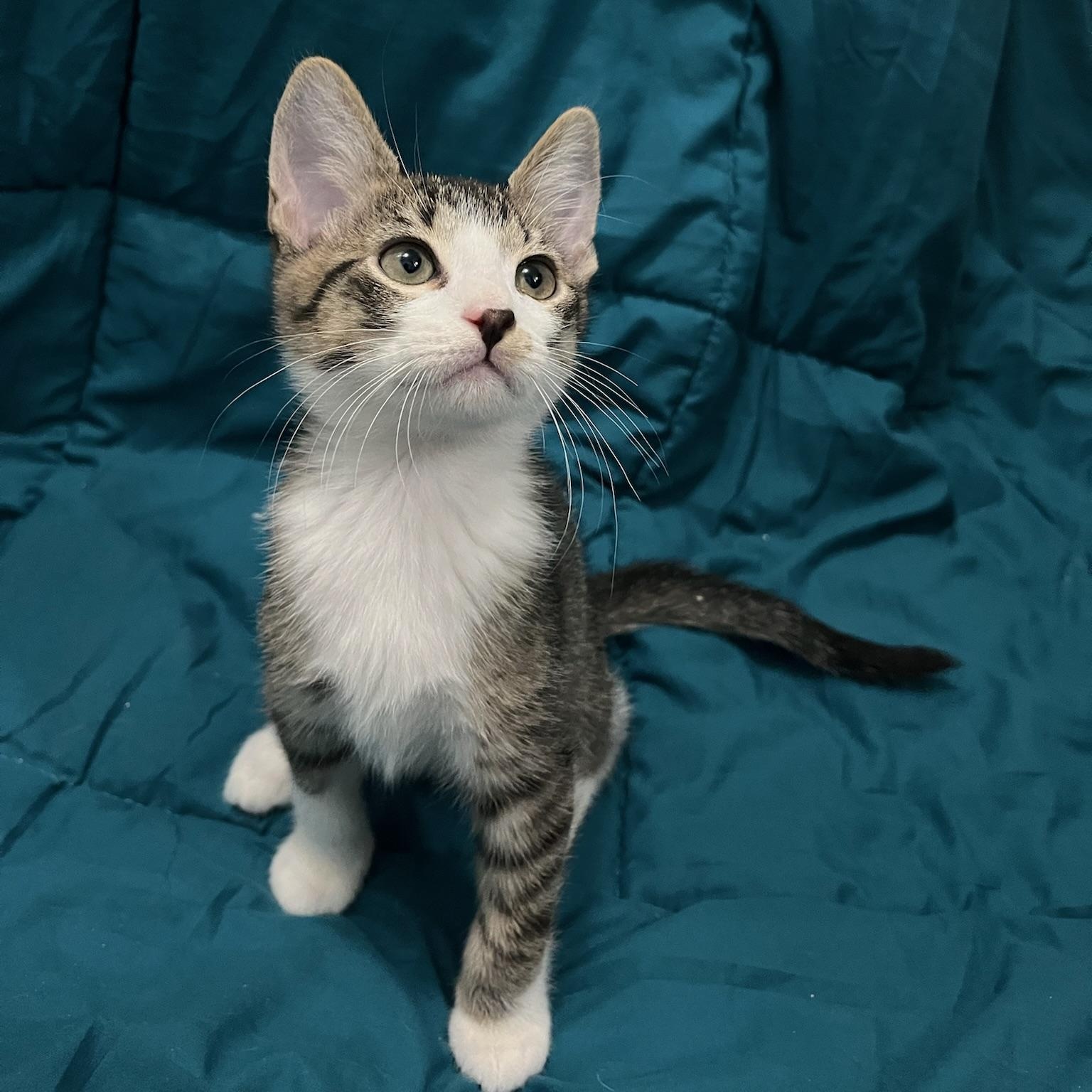 Cat for adoption - Sonic, a Domestic Short Hair in Waterford, CT ...