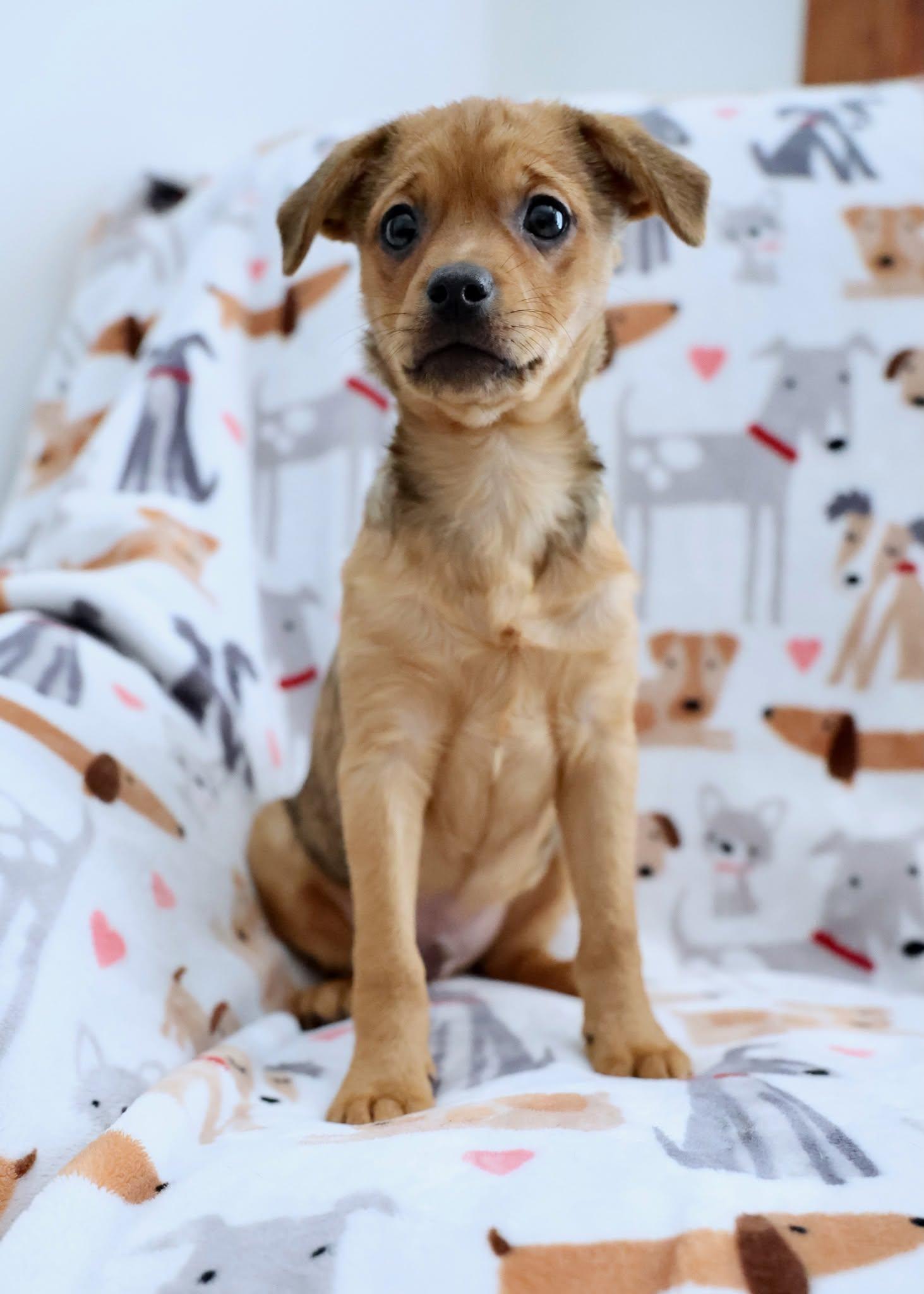 Bud - Adoptable Pet | Petfinder | Petfinder