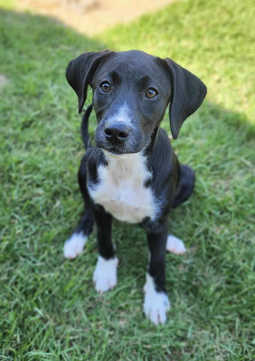Dog for adoption - Stella, a Black Labrador Retriever Mix in Sewaren ...