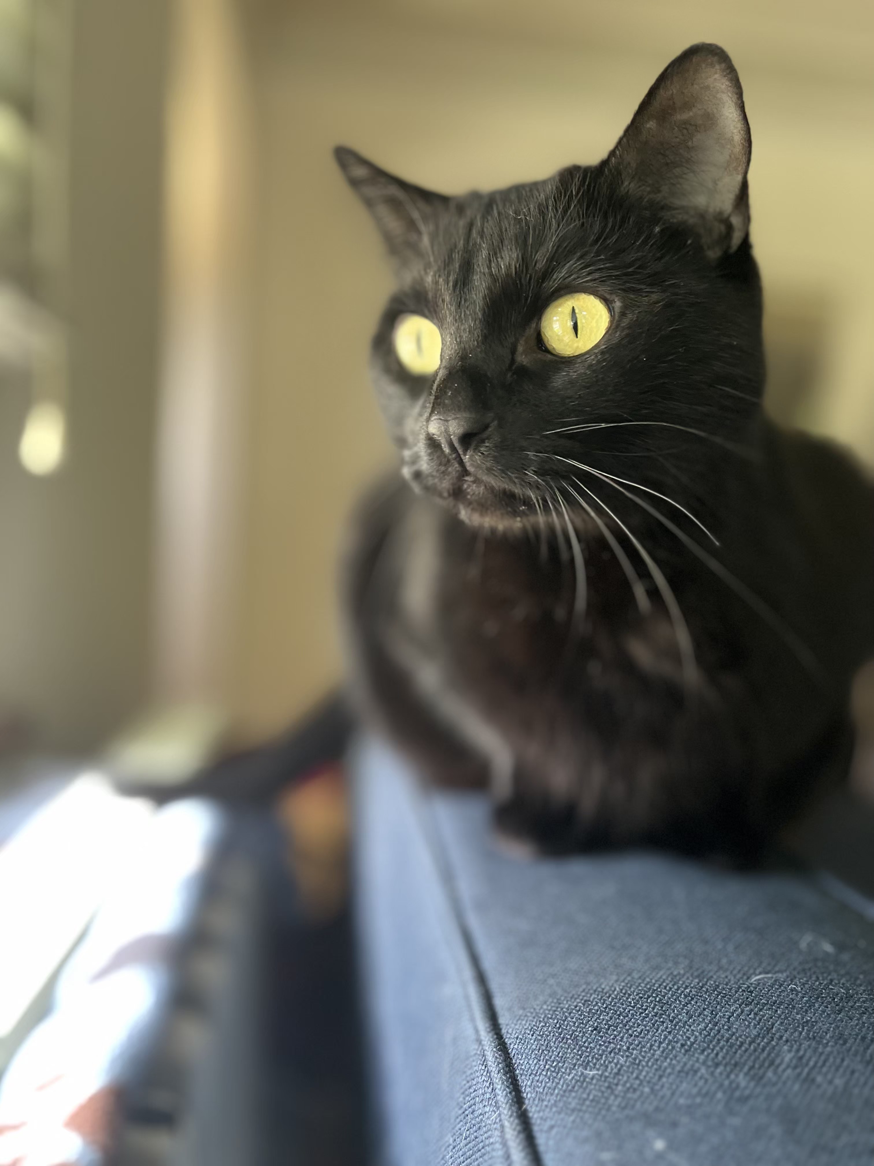 Adopt a Cat MN | Cat Adoption Minnesota | Pet Haven