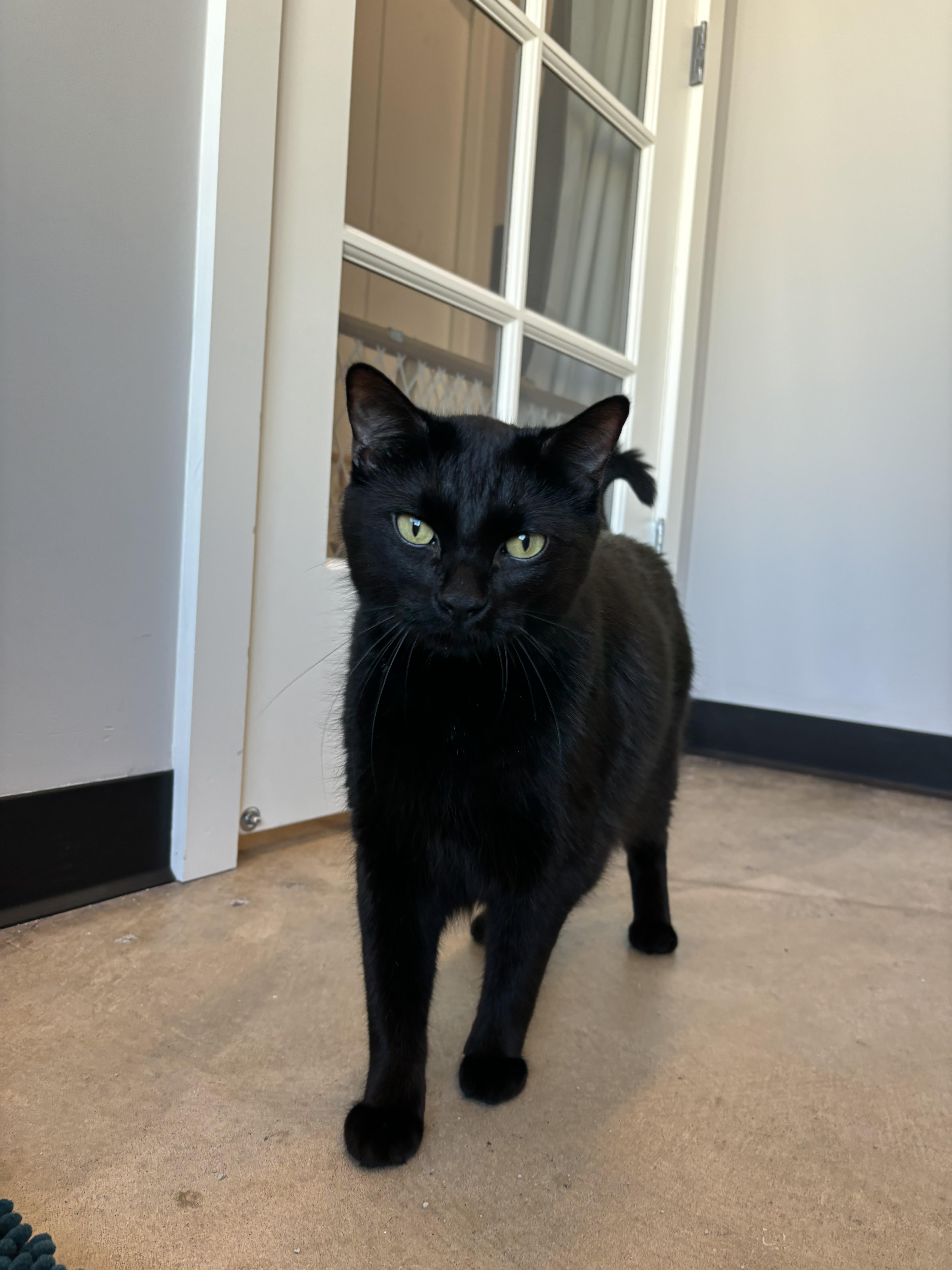 Adopt a Cat MN | Cat Adoption Minnesota | Pet Haven