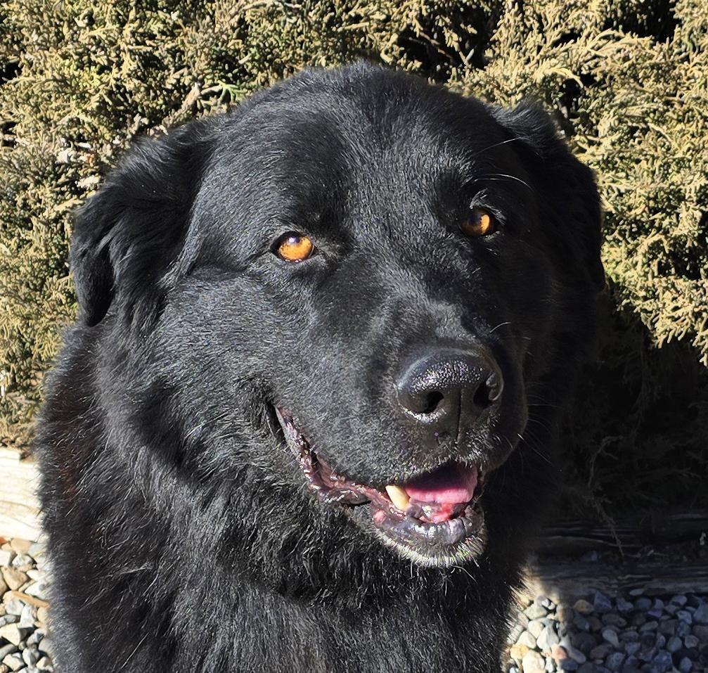 Dog for adoption - Hey Mambo! ~ Perfect ESA Companion !, a Great ...