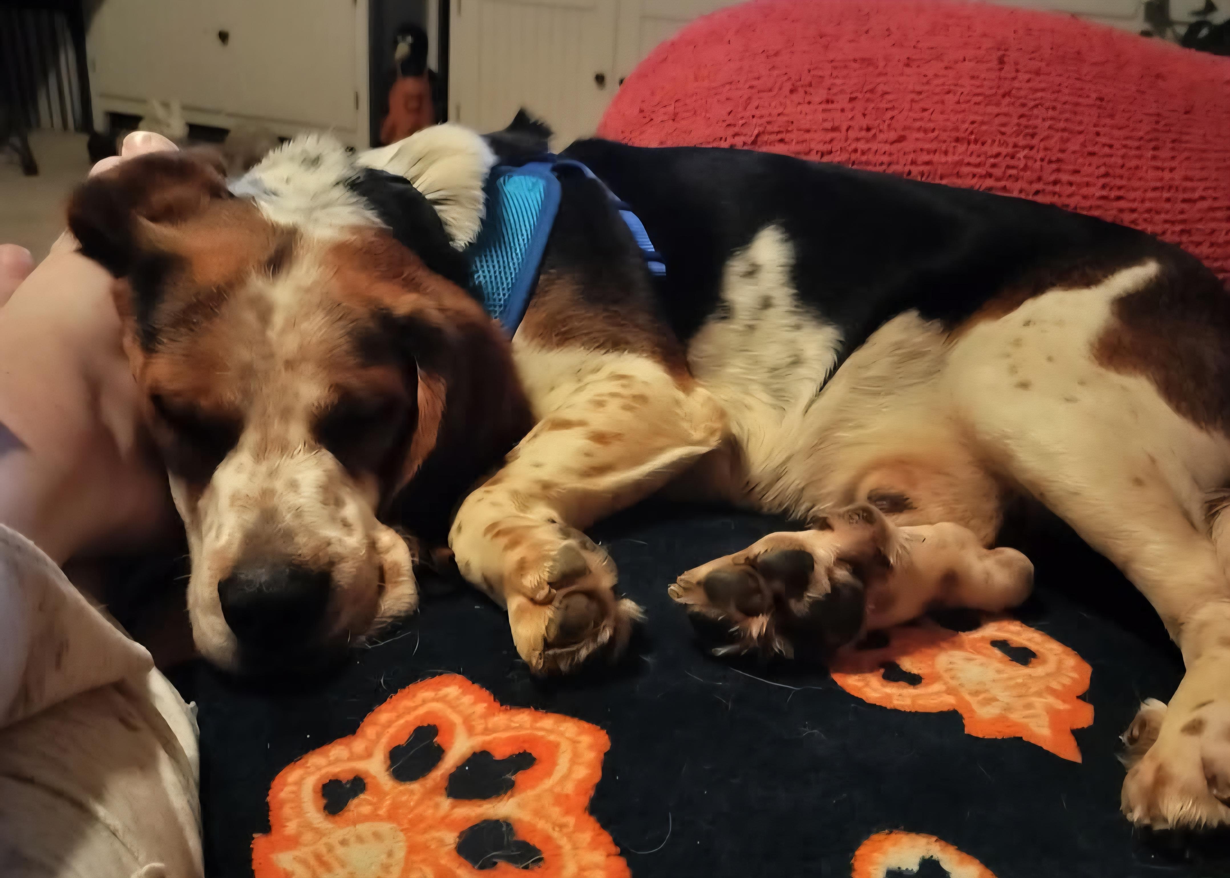 Dog for adoption - Happy Hank, a Basset Hound & Beagle Mix in Reston ...