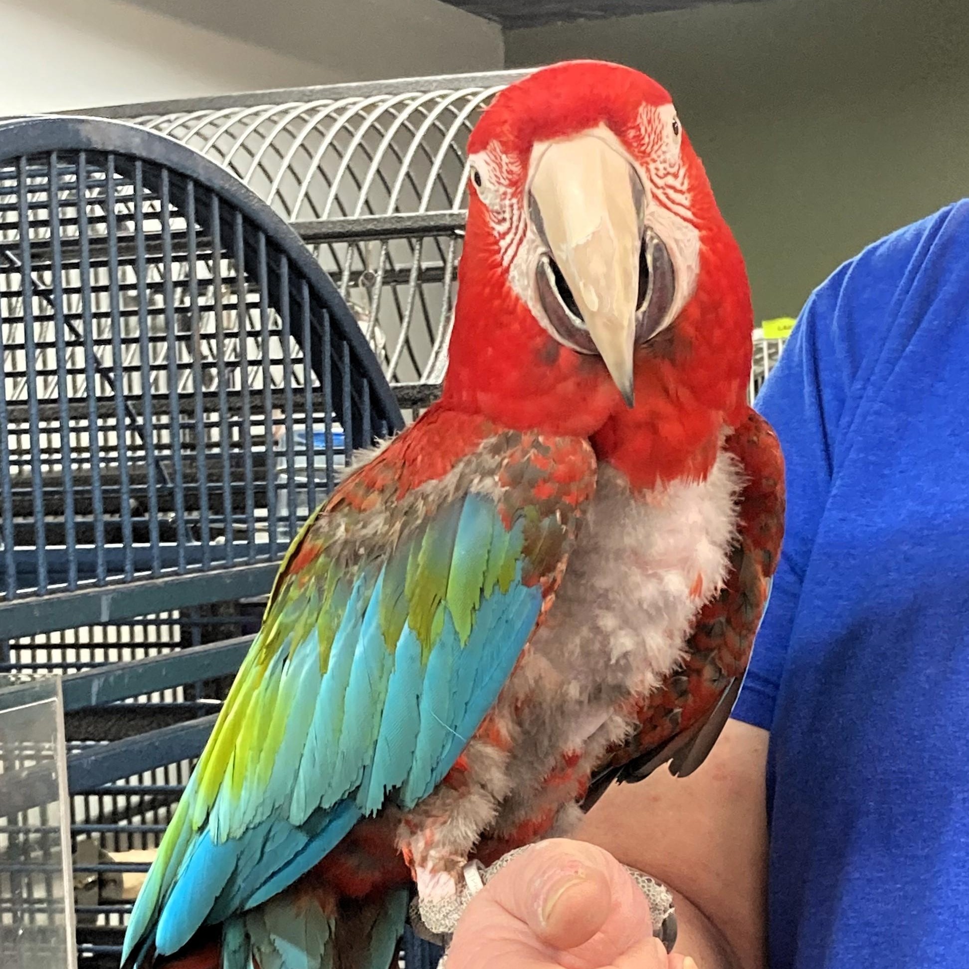 Parrot for adoption - Willow, a Macaw in Lenexa, KS | Petfinder