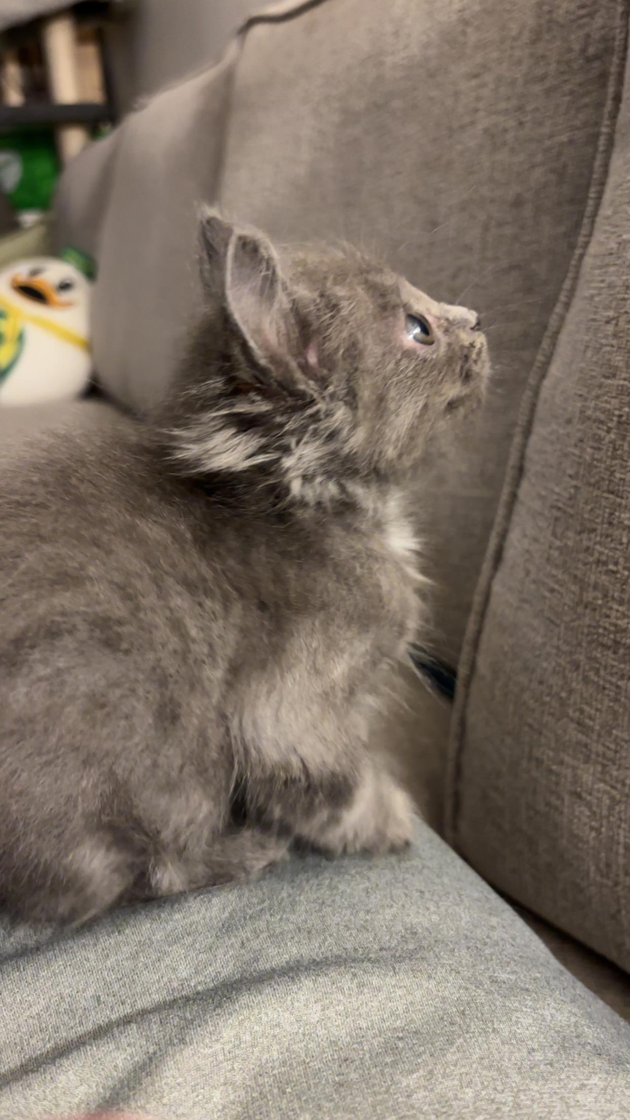 Cat for adoption - Mei and Jane - bonded pair, a Domestic Medium Hair ...