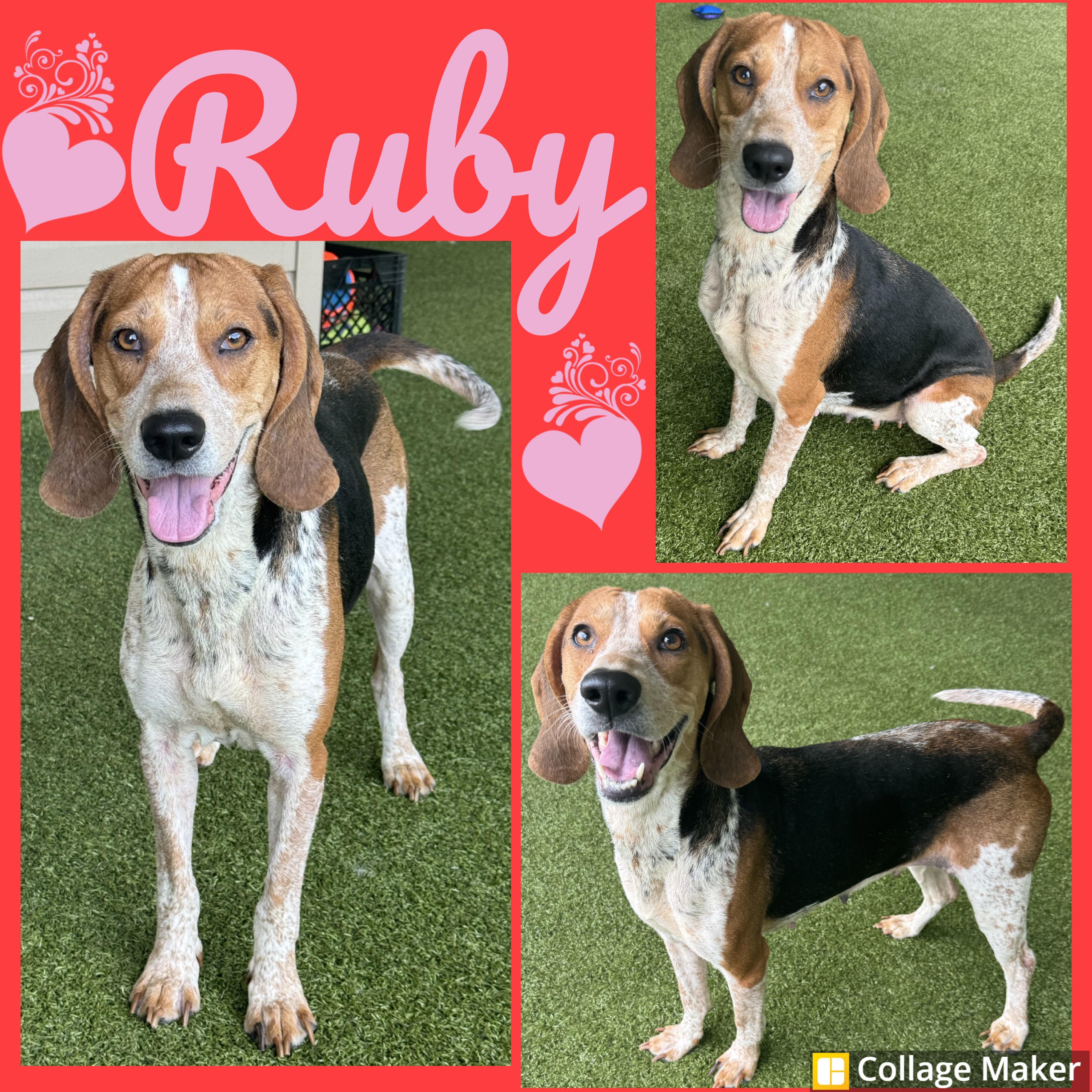 Dog for adoption - Ruby, a Foxhound Mix in Clearfield, PA | Petfinder