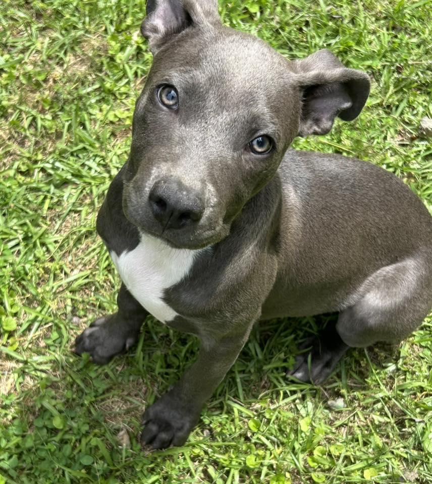 Dog for adoption - Sage, a Terrier Mix in Monroeville , PA | Petfinder