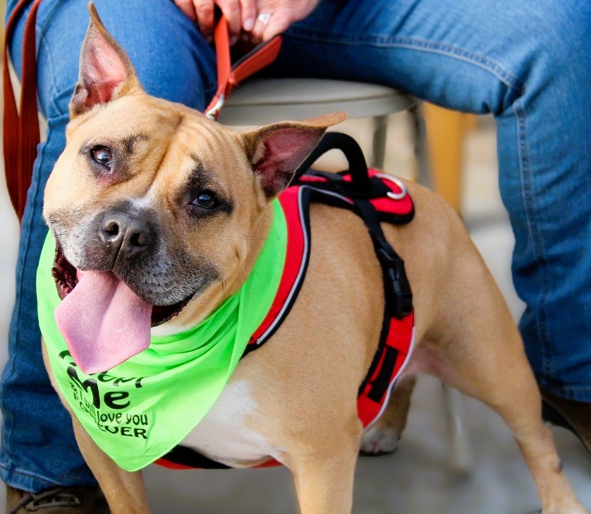 Dog for adoption - Boomer, an American Bully & American Staffordshire ...