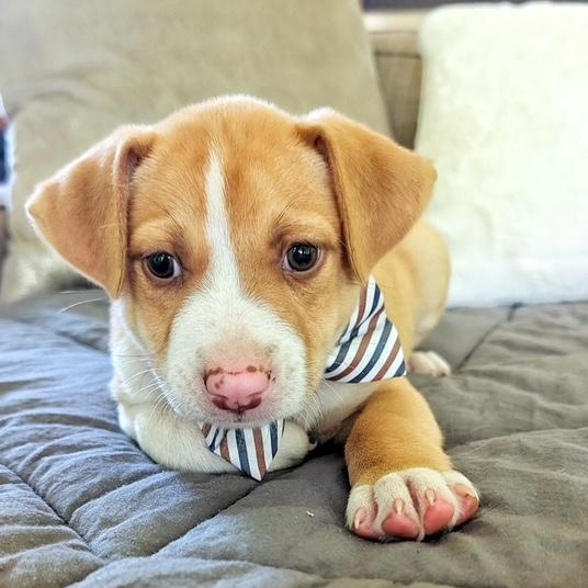 Dog for adoption - Ash - Puppy Breath and Kisses are waiting for you ...