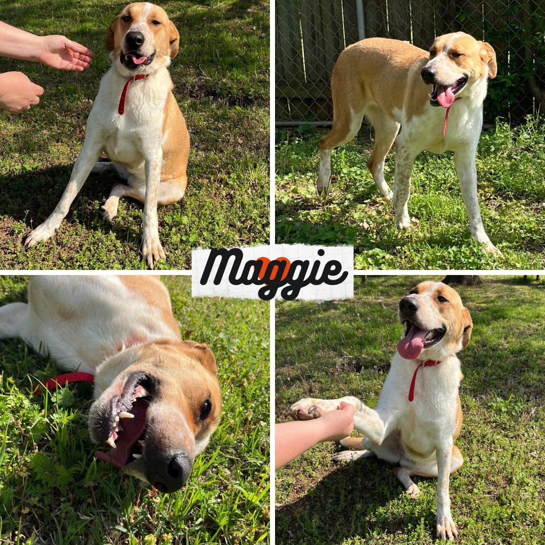 Dog for adoption - Maggie, an American Foxhound & Labrador Retriever ...