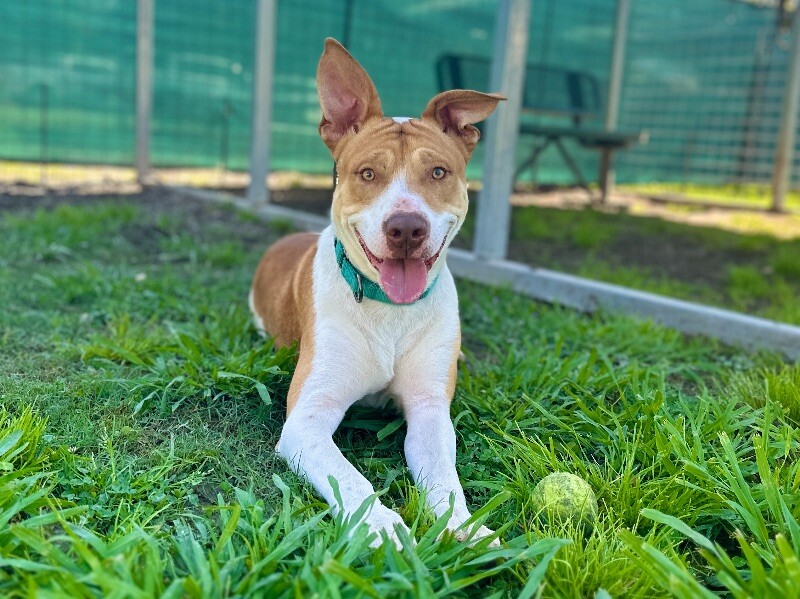 Dog for adoption - Thomas Bunny Ear Trained Boy, a Pit Bull Terrier ...