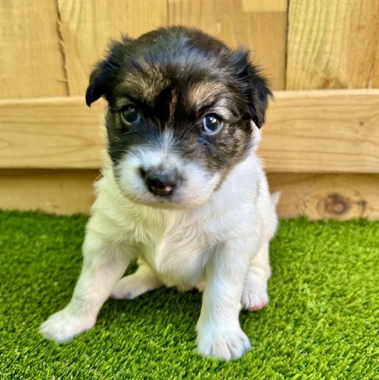Dog for adoption - Rhea Dudley, a Border Collie & Labrador Retriever ...