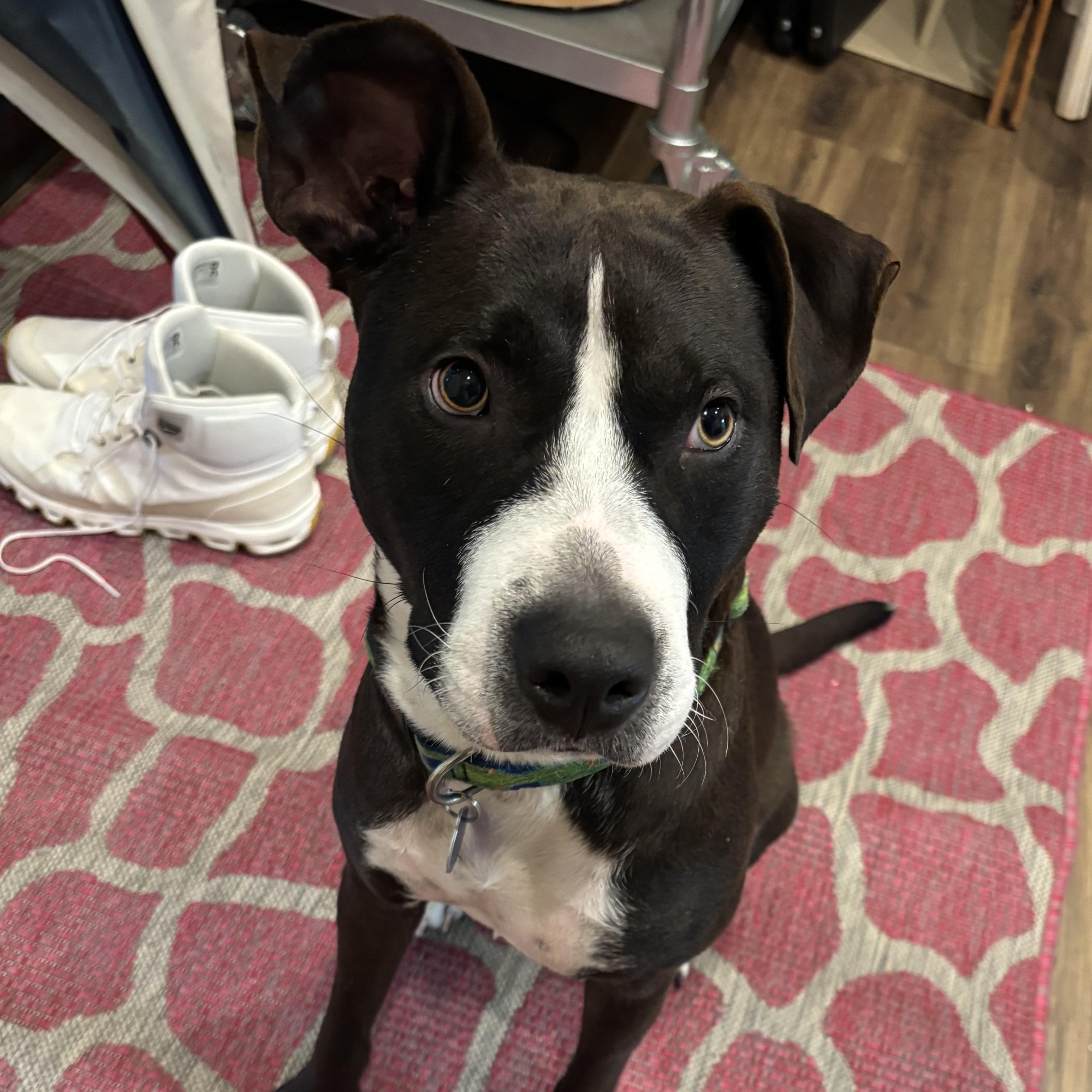 Dog for adoption - Stella, a Labrador Retriever Mix in Washington, DC ...