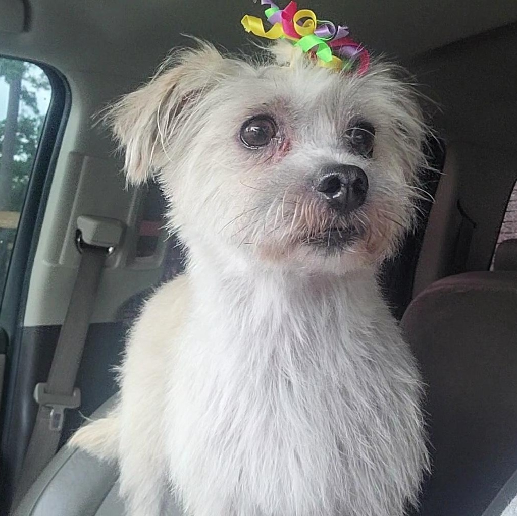 Dog for adoption - MARIPOSA, a Maltese Mix in Indianapolis, IN | Petfinder