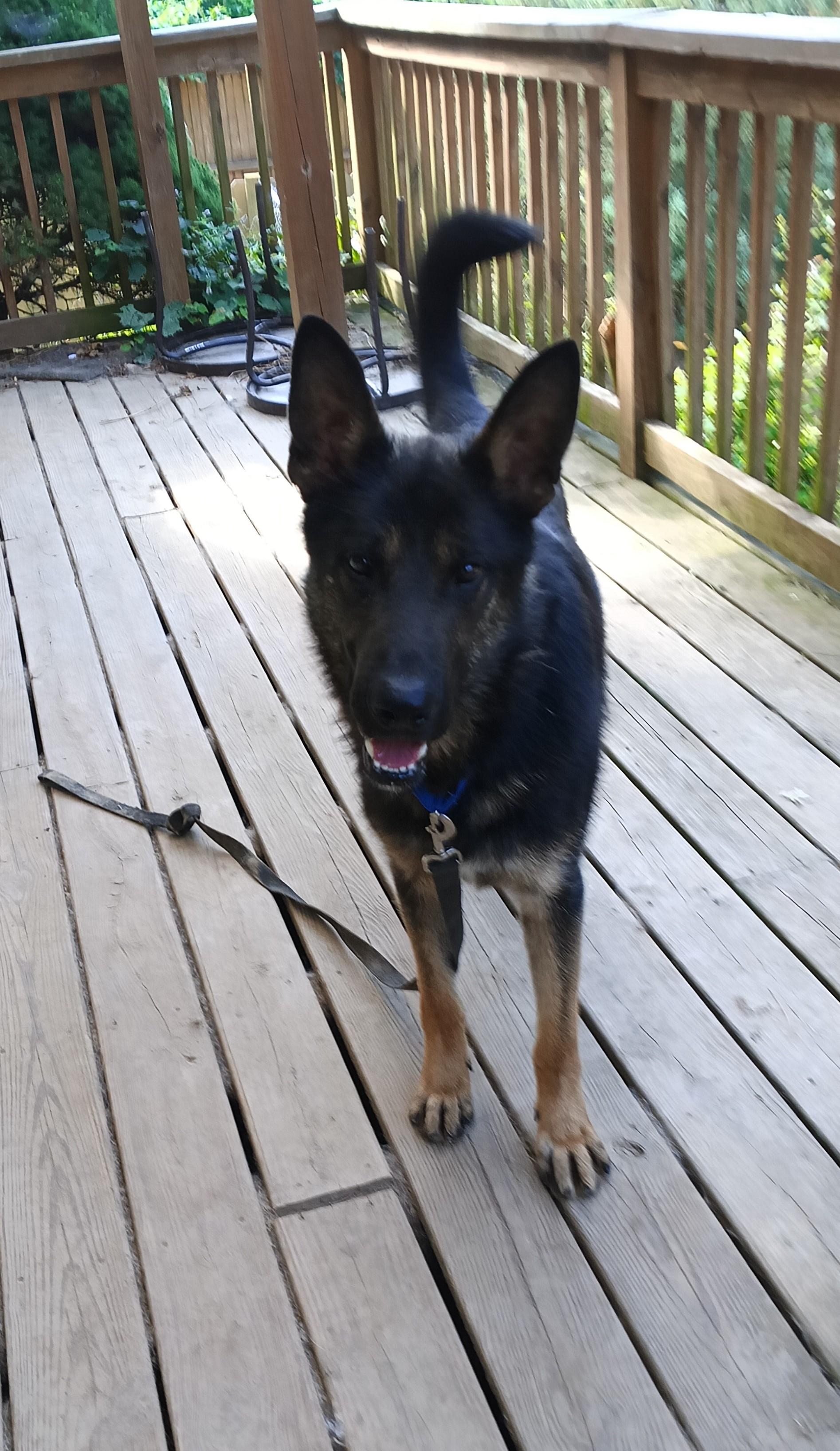 Dog for adoption - ZANE, a German Shepherd Dog in Wilmington, DE ...