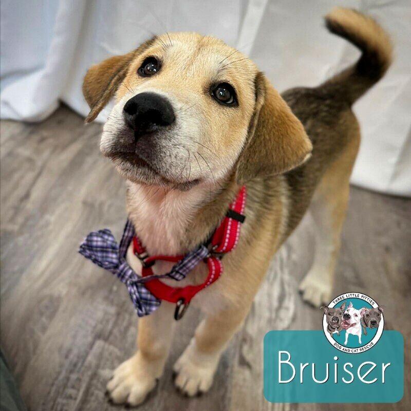 Dog for adoption - Bruiser Thelma, a Labrador Retriever & German ...