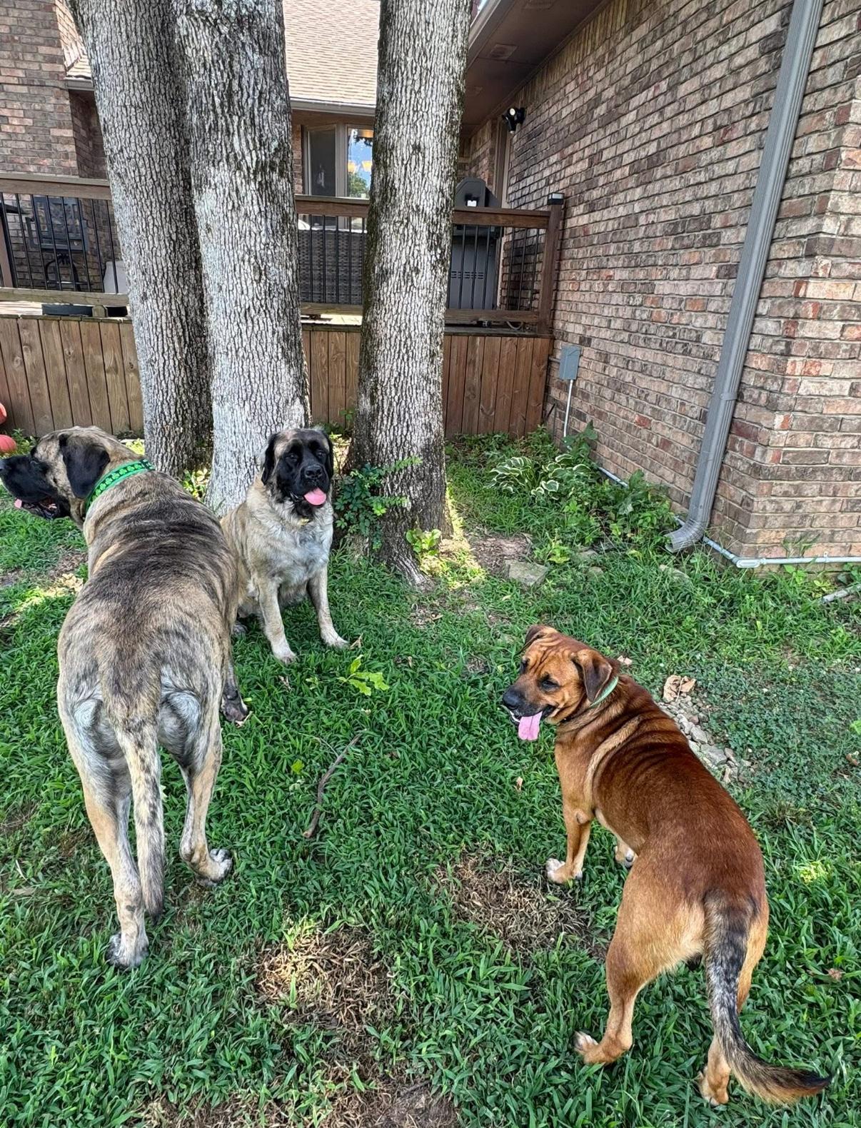 Dog for adoption - Braxton (foster to adopt), a Mastiff & Boxer Mix in ...