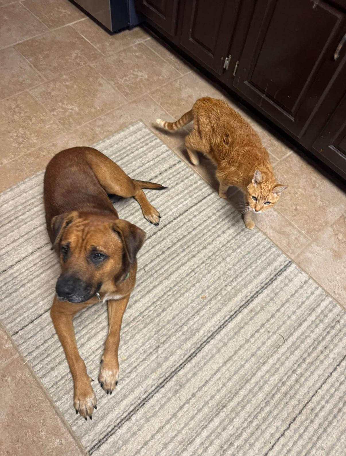 Dog for adoption - Braxton (foster to adopt), a Mastiff & Boxer Mix in ...