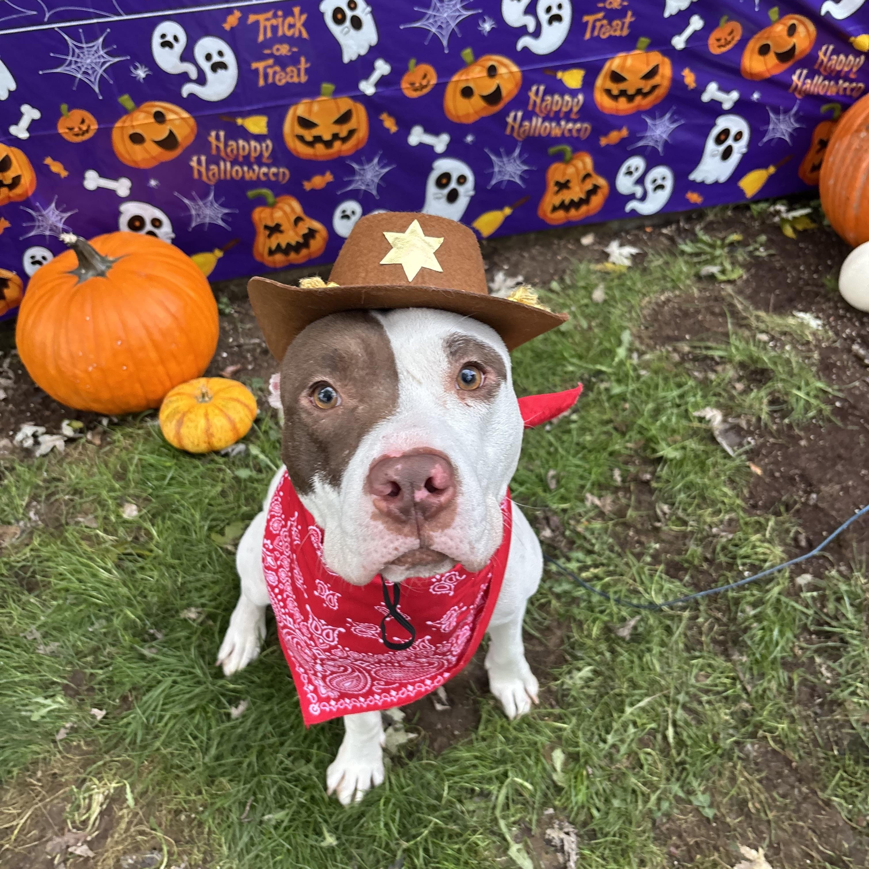 Dog for adoption - Romeo, an American Staffordshire Terrier & Labrador ...