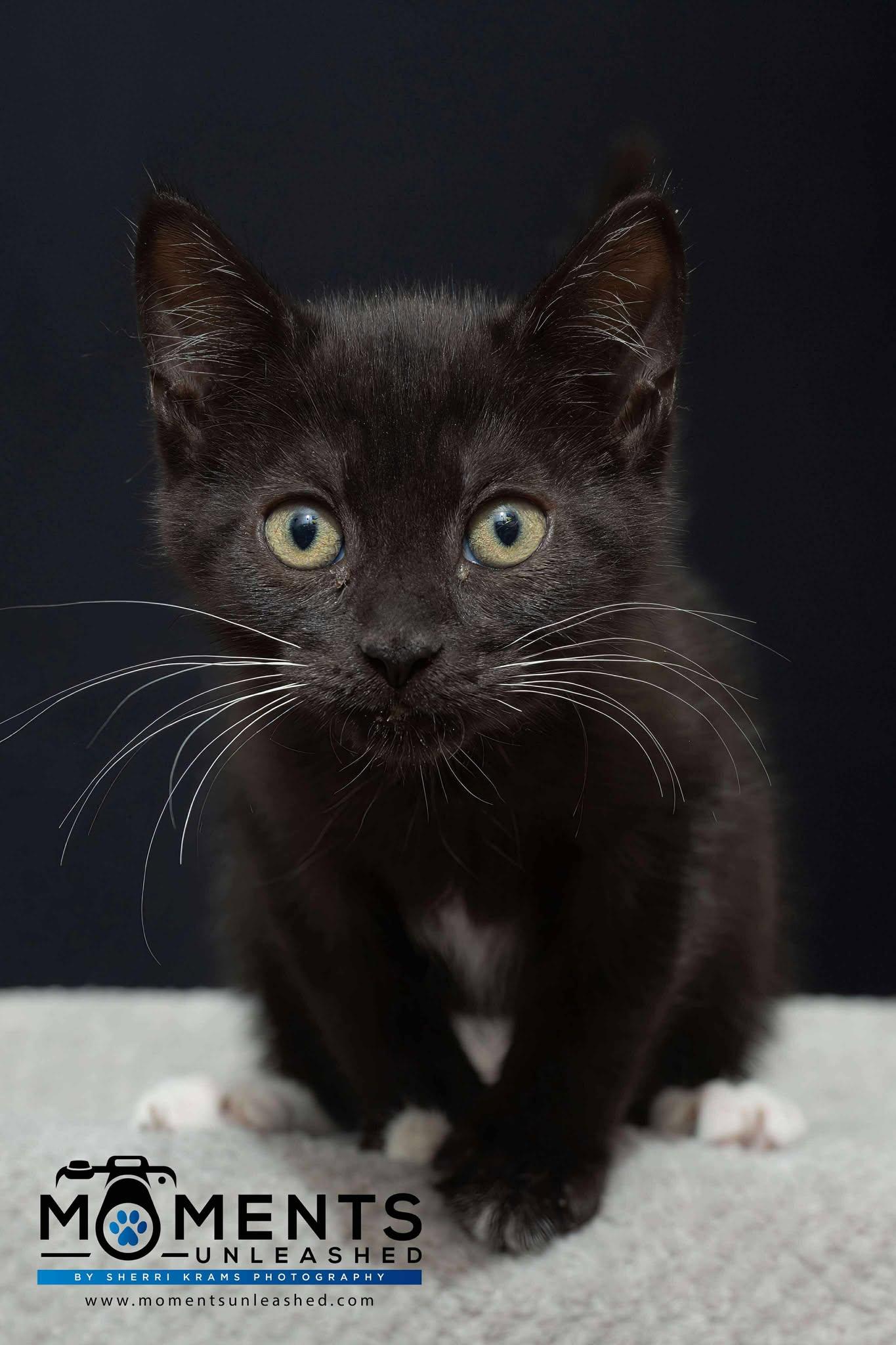 Cat for adoption - Lugnut, a Domestic Short Hair in Myakka City, FL | Petfinder