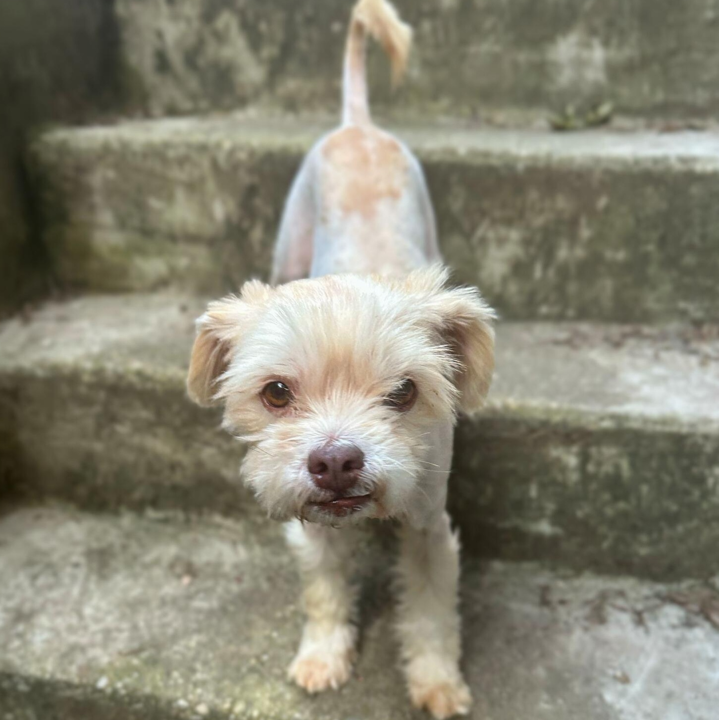 Dog for adoption - Boswell (Bozzy), a Miniature Poodle Mix in Baldwin ...