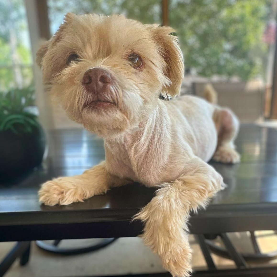 Dog for adoption - Boswell (Bozzy), a Miniature Poodle Mix in Baldwin ...