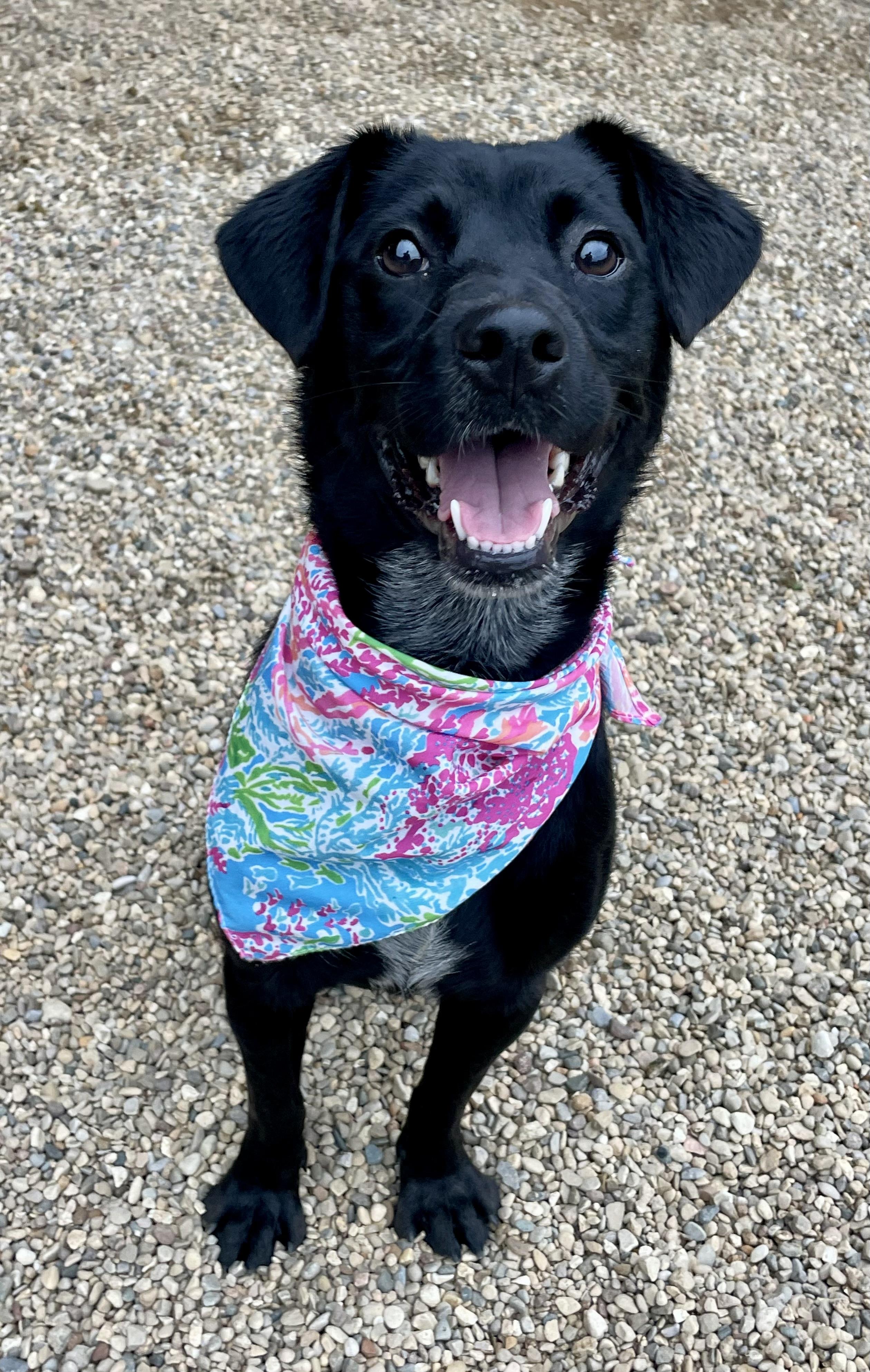 Dog for adoption - Bianca, a Mixed Breed in Lacon, IL | Petfinder