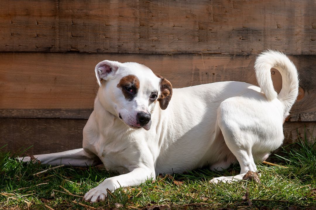 Dog for adoption - Little Petey, an English Pointer Mix in Mountain ...