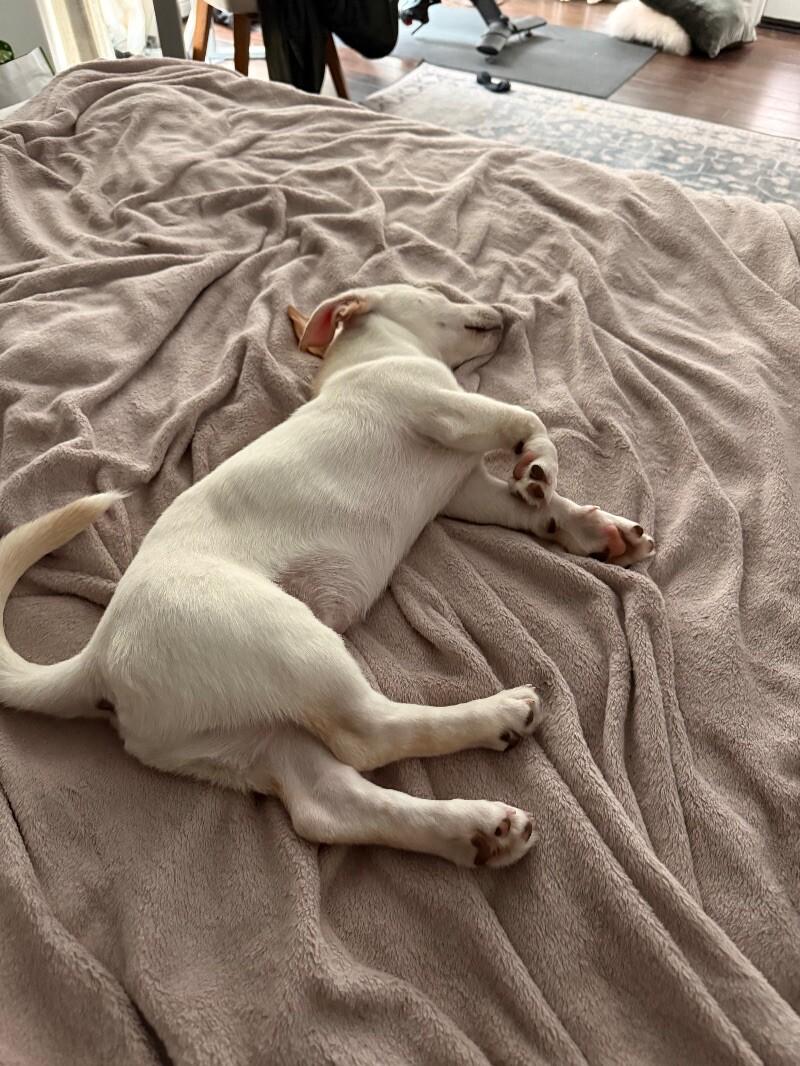 Dog for adoption - Mick Jagger Eighties, a Labrador Retriever & Husky ...