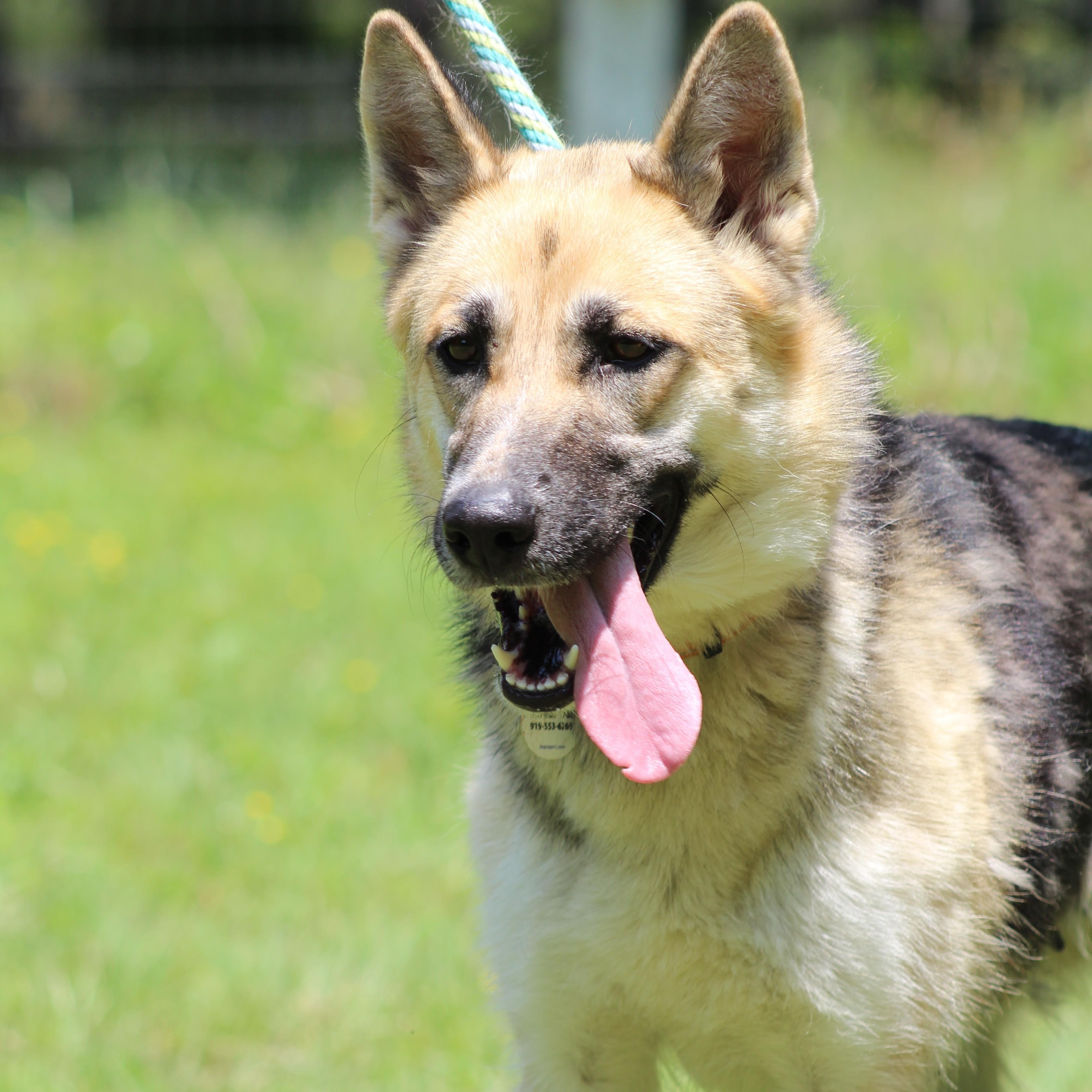 Dog for adoption - Hazel, a German Shepherd Dog in Clayton, NC | Petfinder