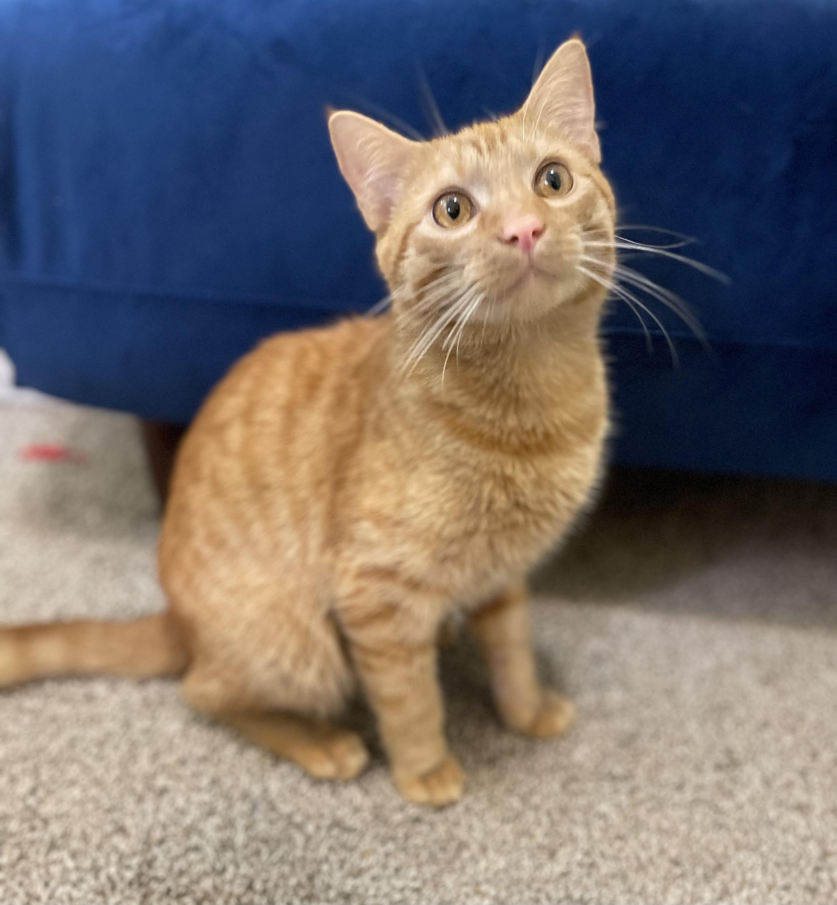 Cat for adoption - Garfield-Fun 'n Fab, a Domestic Short Hair in ...