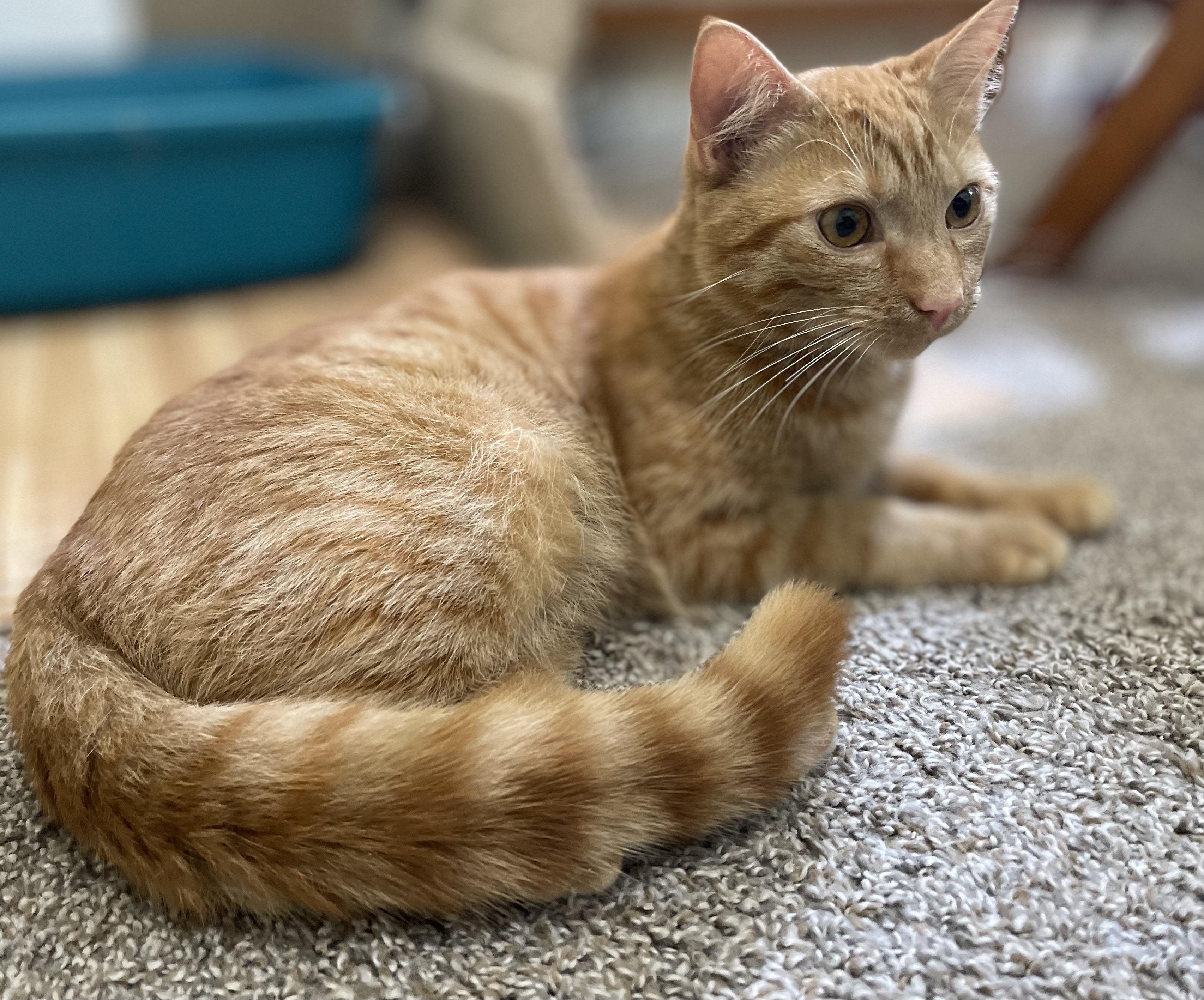 Cat for adoption - Garfield-Fun 'n Fab, a Domestic Short Hair in ...
